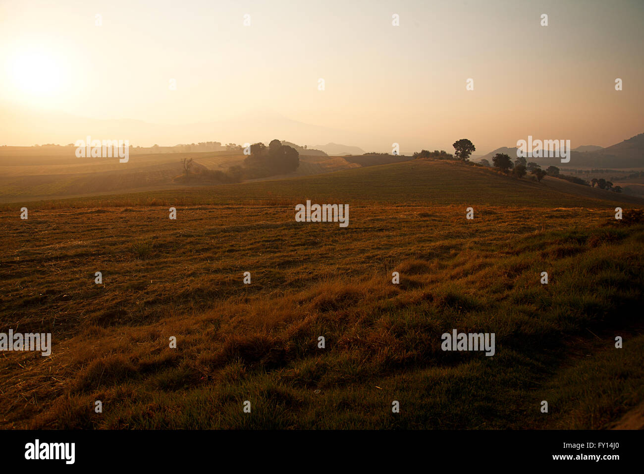 Early Morning Field Stock Photo - Alamy
