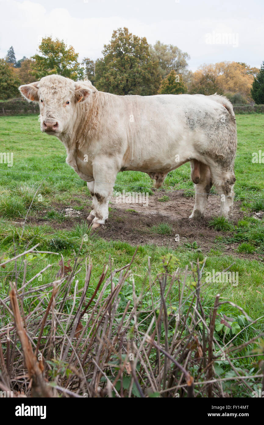 Bull standing on grass hi-res stock photography and images - Alamy