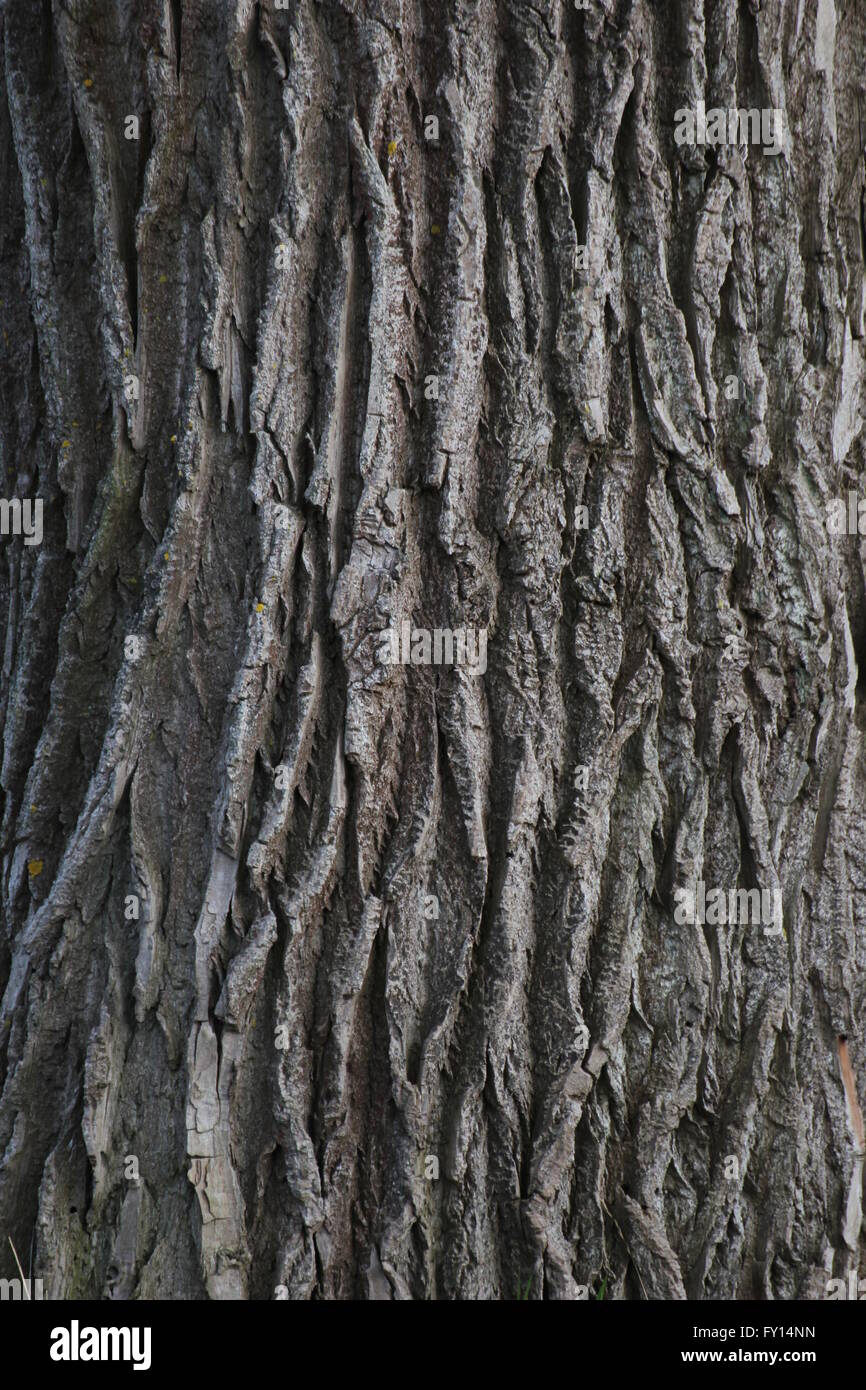 Basswood pattern hi-res stock photography and images - Alamy