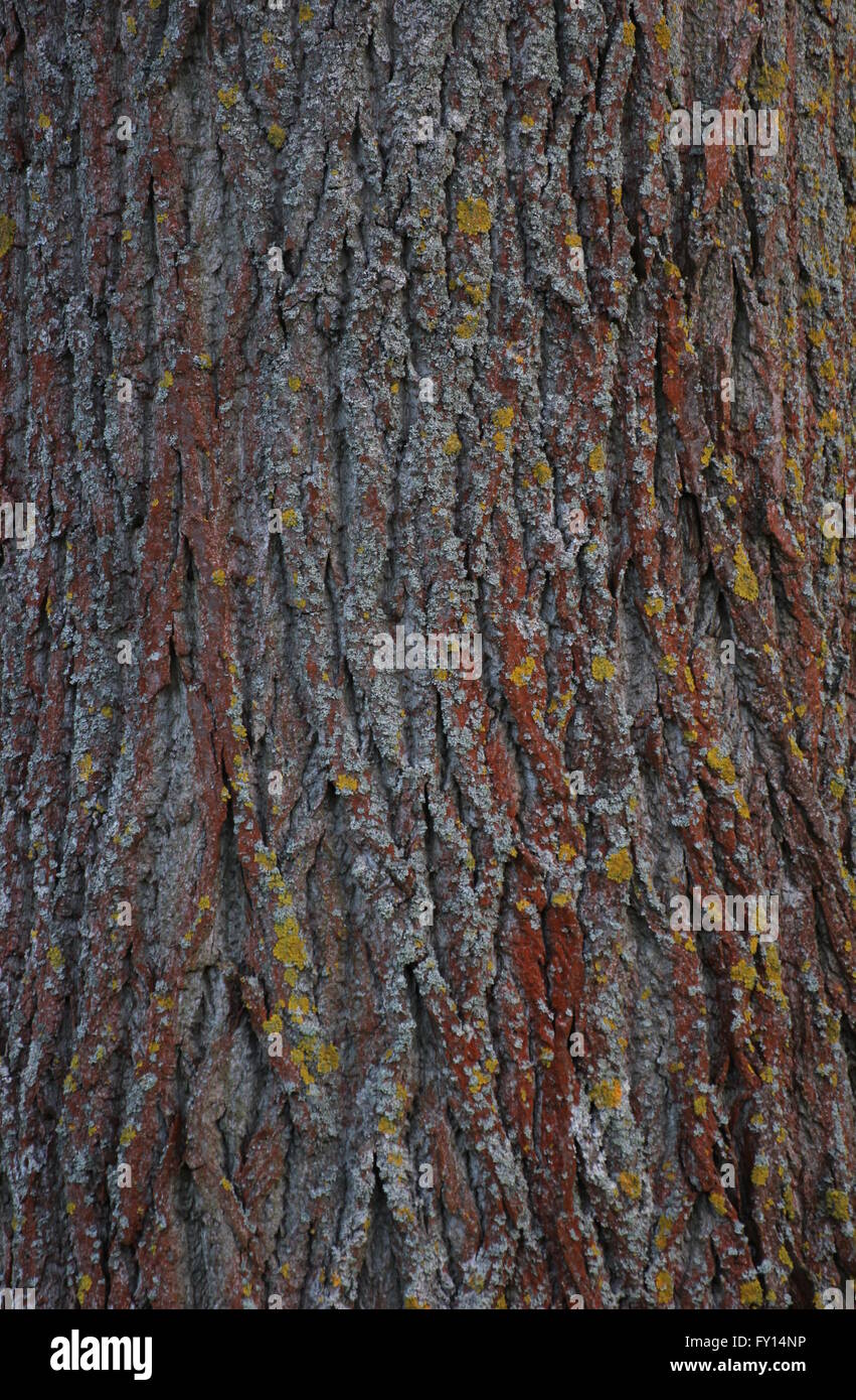 Bark from basswood Stock Photo - Alamy