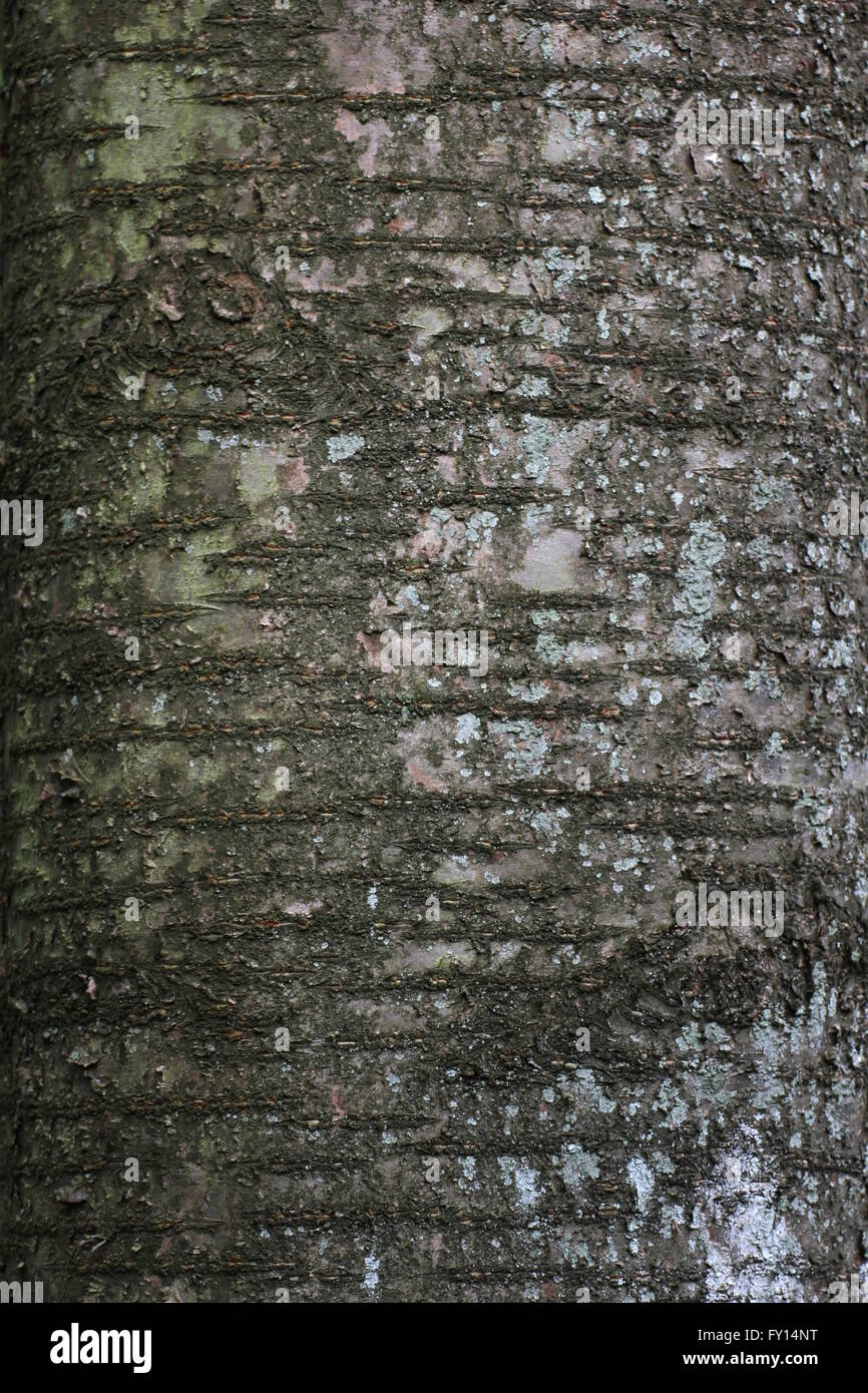 Bark from apple tree Stock Photo - Alamy