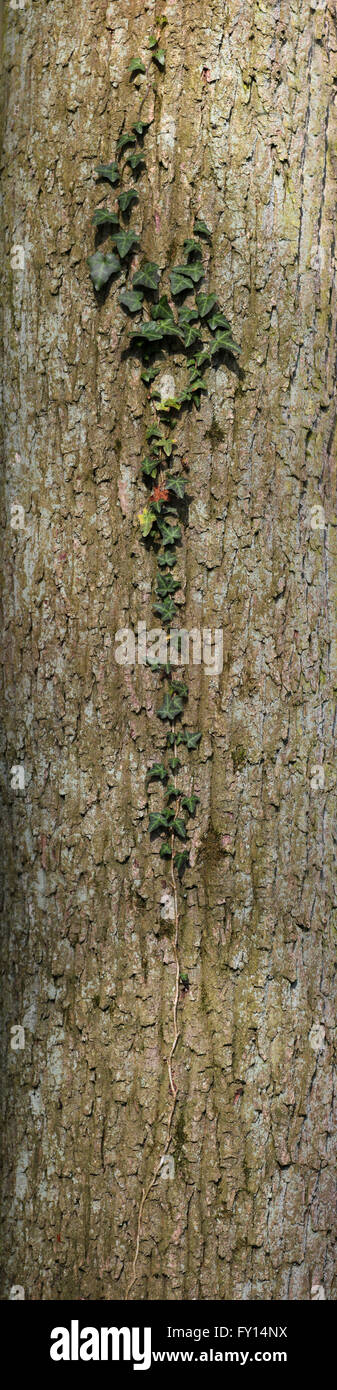 Tall vertical shot of the bark from basswood with ivy shoot Stock Photo ...