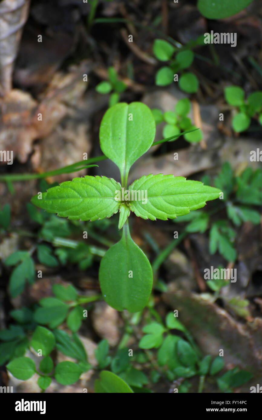 Shoot from a tree forming a green cross made of leaves Stock Photo - Alamy