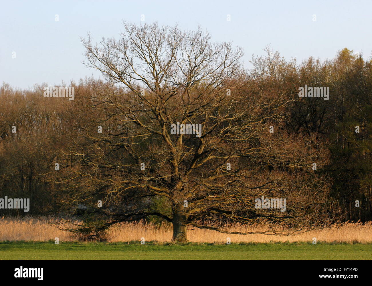 Old and mighty tree in Mecklenburg-Vorpommern, Germany Stock Photo - Alamy
