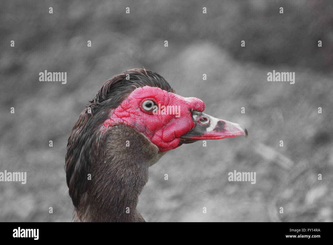 Gray muscovy duck hi-res stock photography and images - Alamy