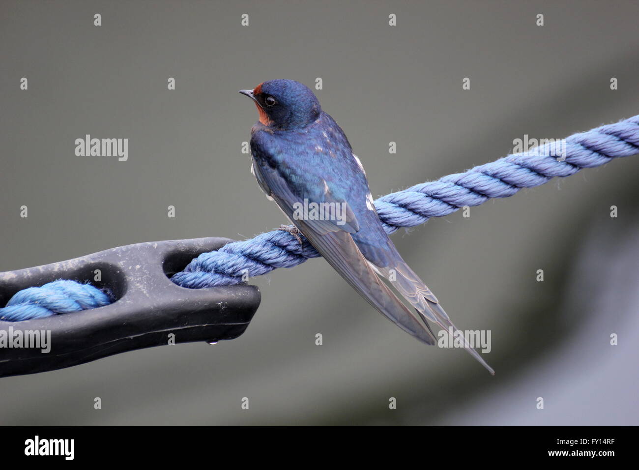 Sitting on the rope hi-res stock photography and images - Alamy
