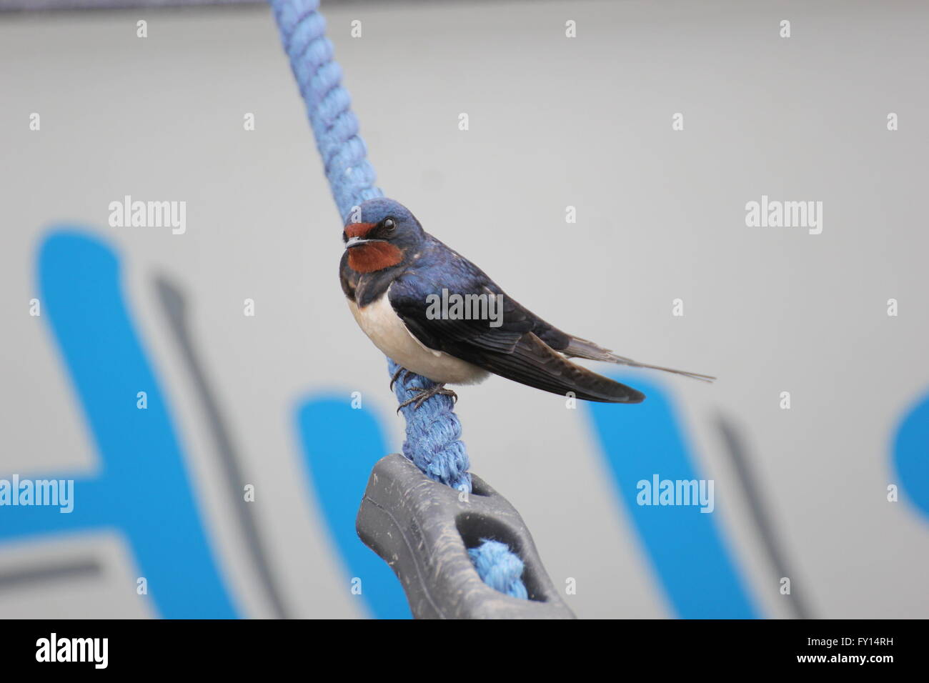 Sitting on the rope hi-res stock photography and images - Alamy
