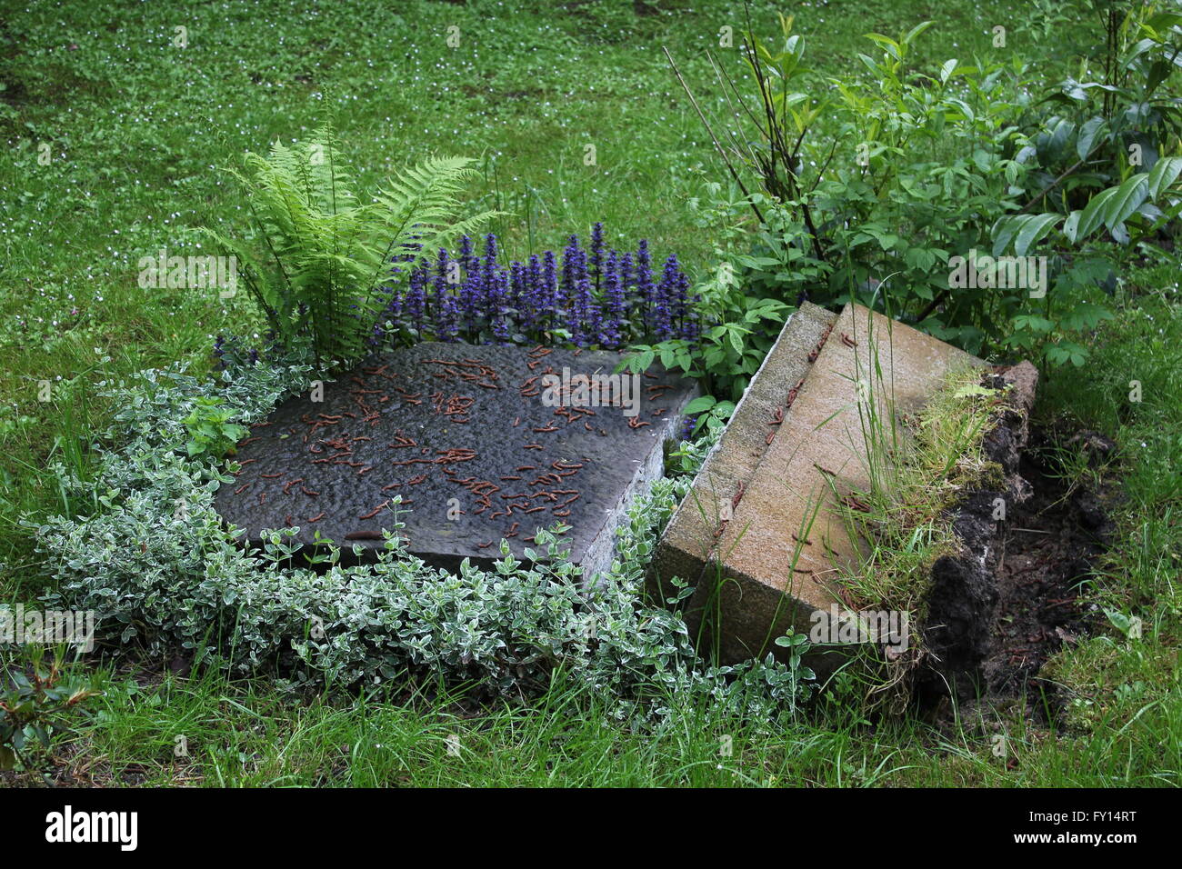 Old growth cemetary hi-res stock photography and images - Alamy