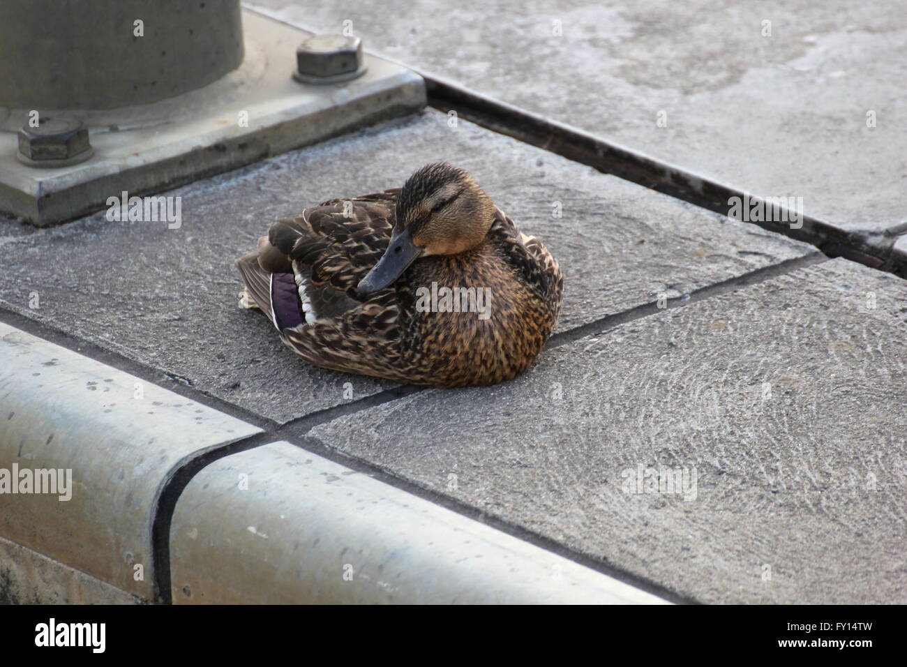 Female mallard sitting on water's edge Stock Photo - Alamy