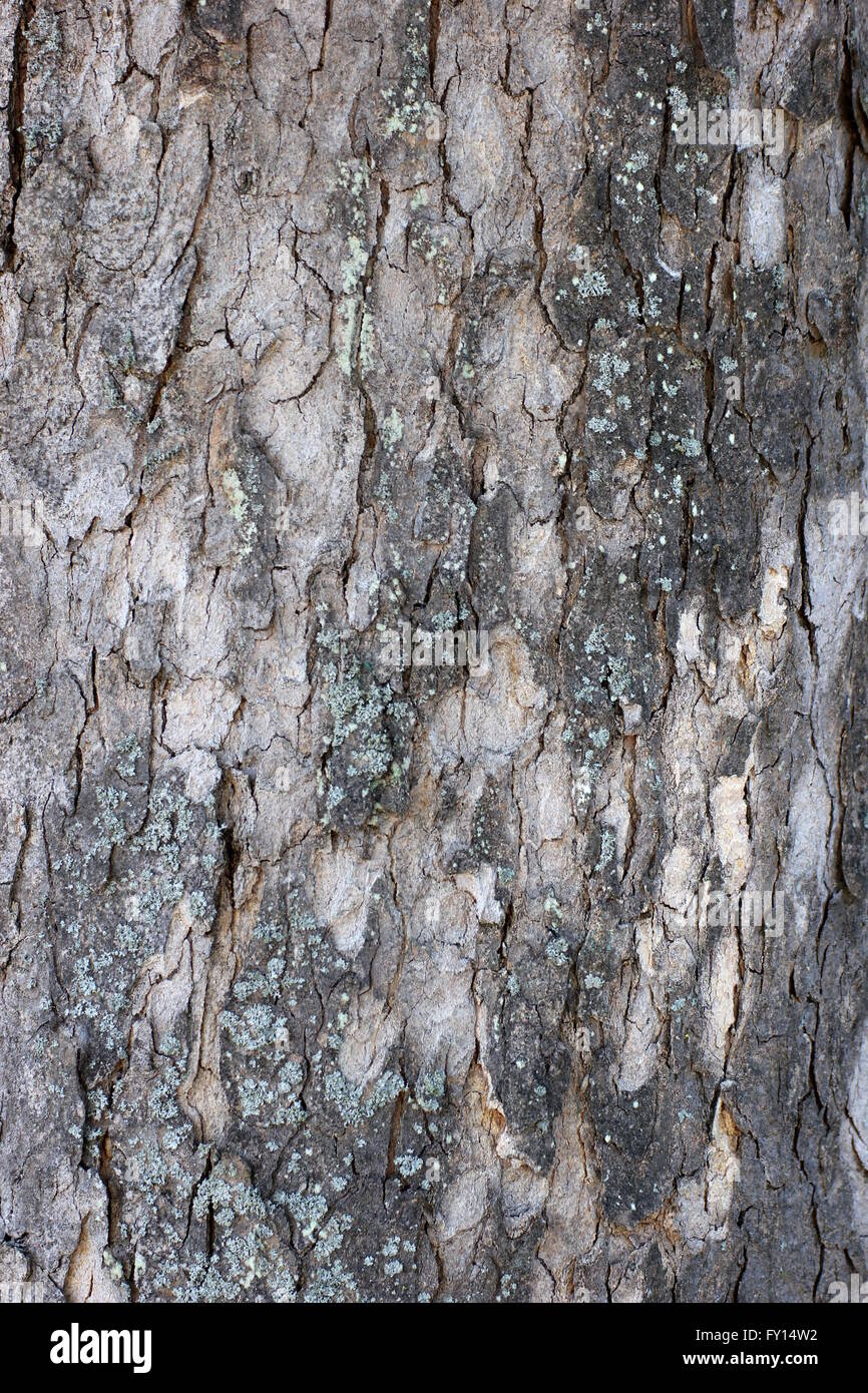 Bark sycamore maple hi-res stock photography and images - Alamy