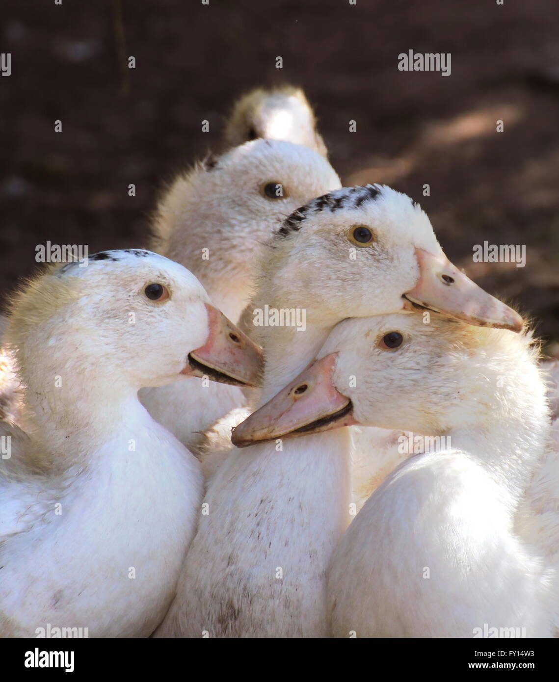 Four cute cuddling ducklings Stock Photo - Alamy