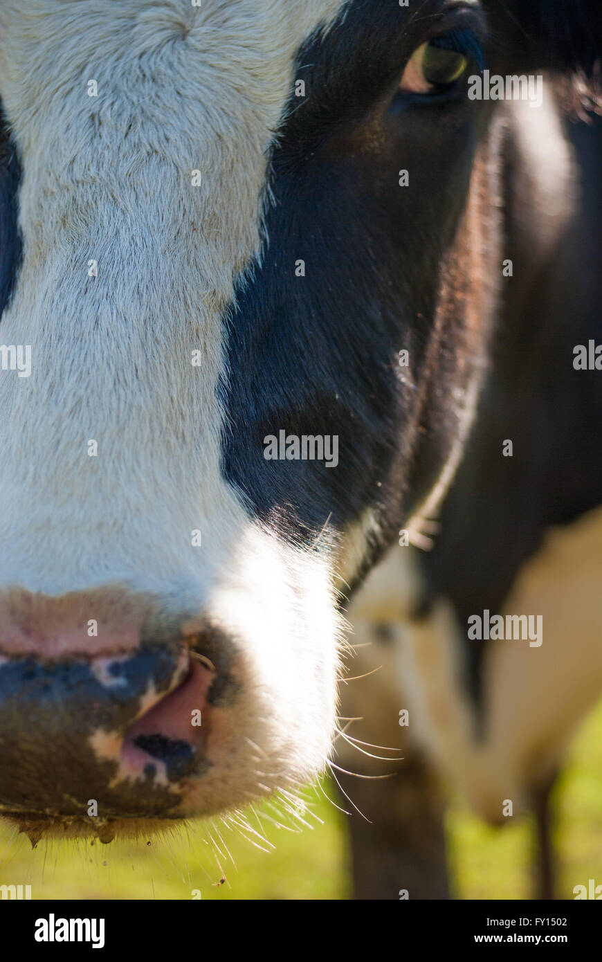 Close up cow face hi-res stock photography and images - Alamy