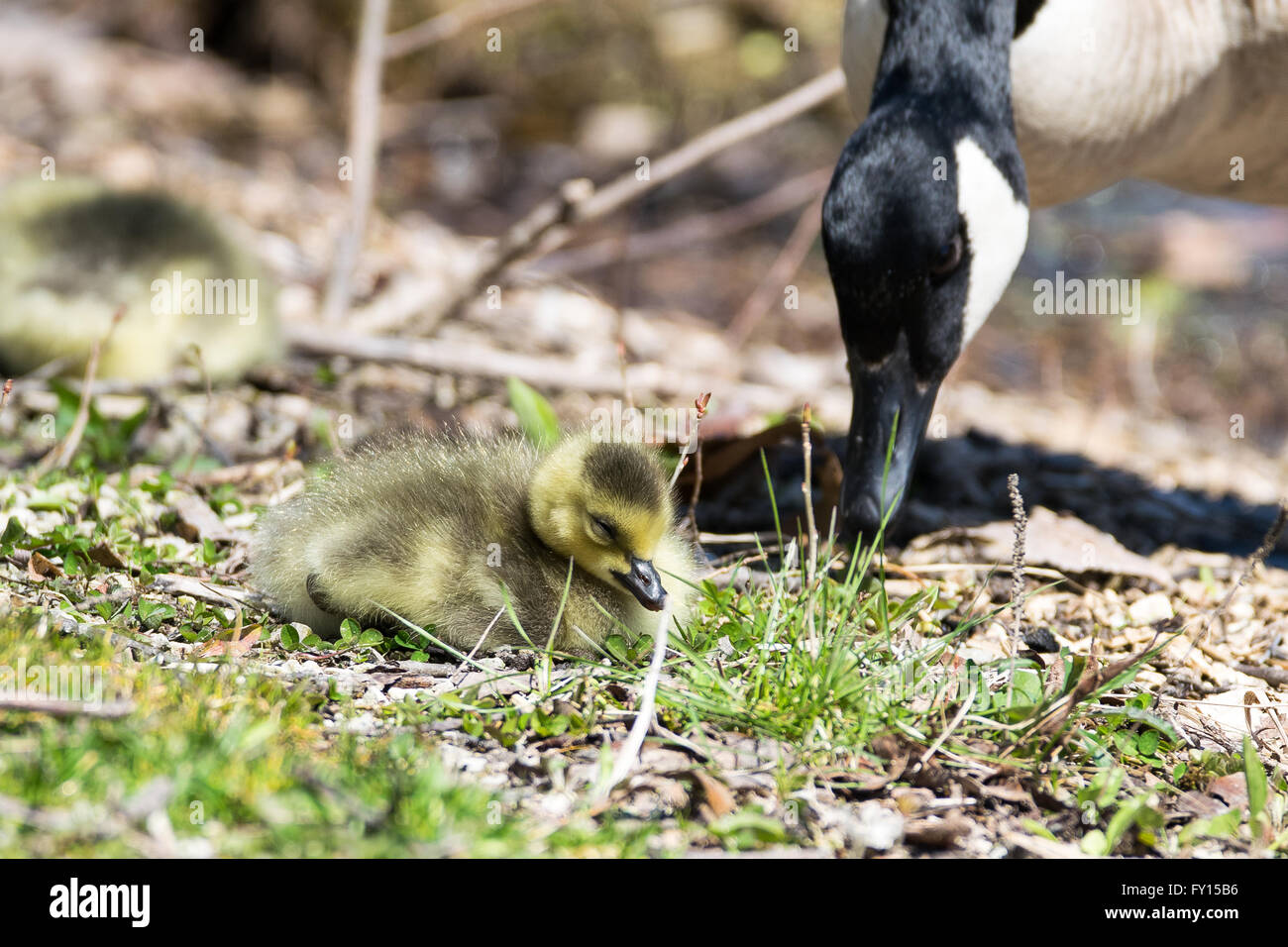 Mother and Baby Goose Stock Photo - Alamy