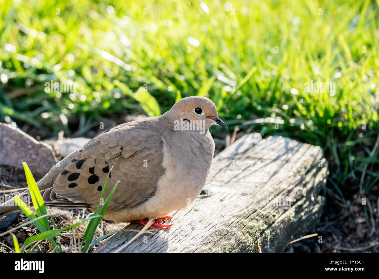 Chubby dove hi-res stock photography and images - Alamy