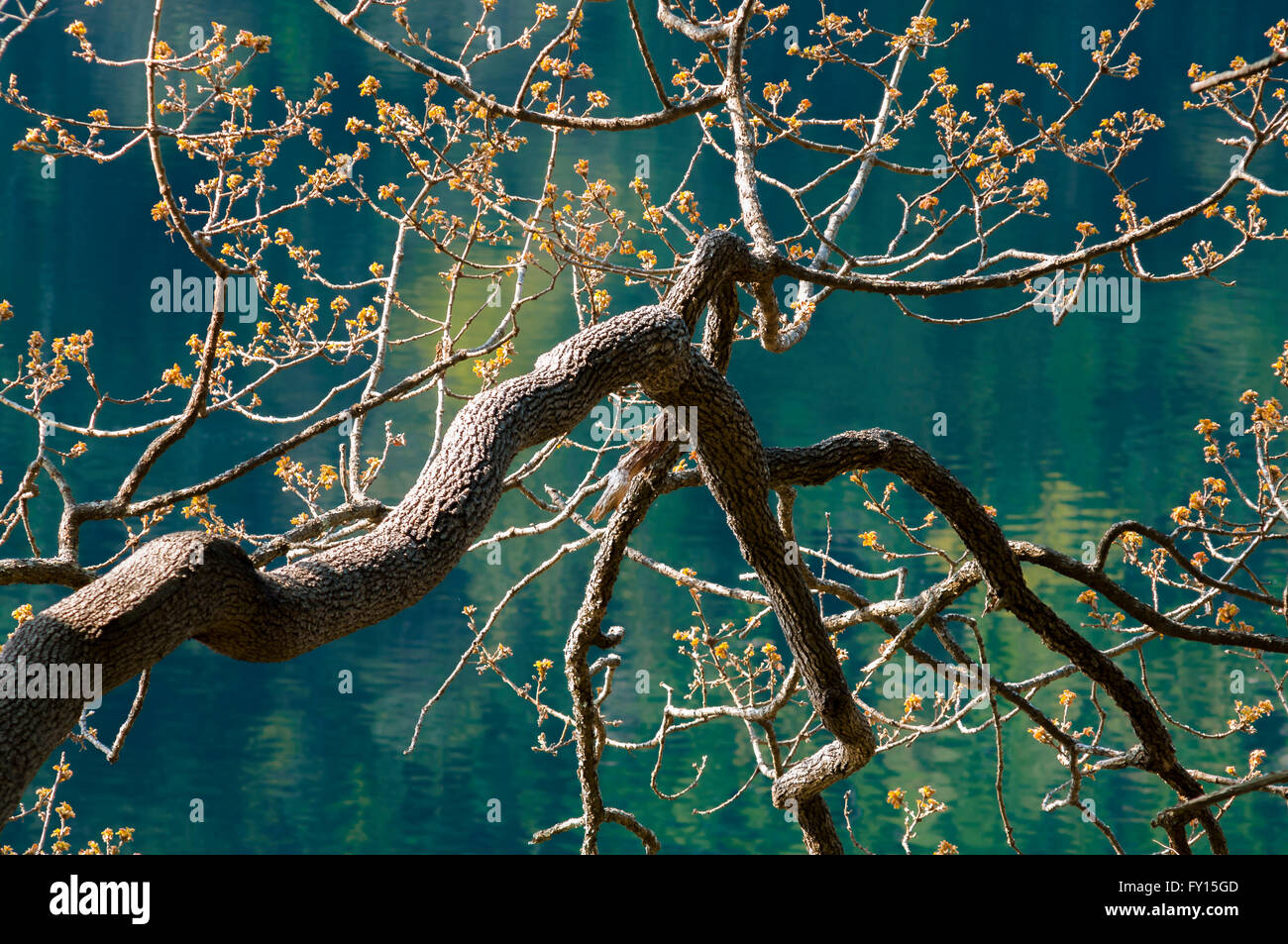 Garry oak tree salt spring island quercus garryana garry hi-res stock ...
