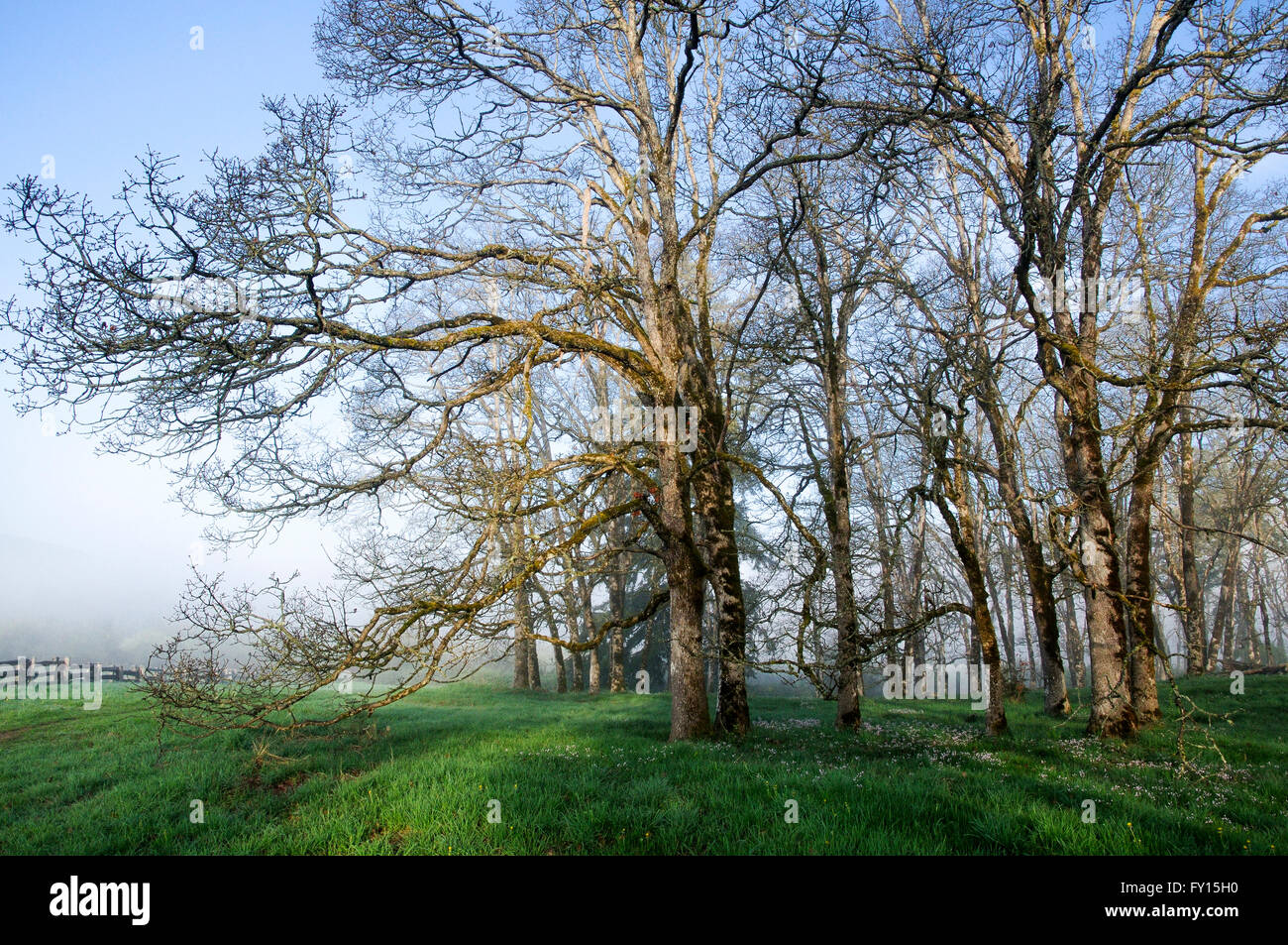 Duncan bc trees garry oak quercus garryana trees hi-res stock ...