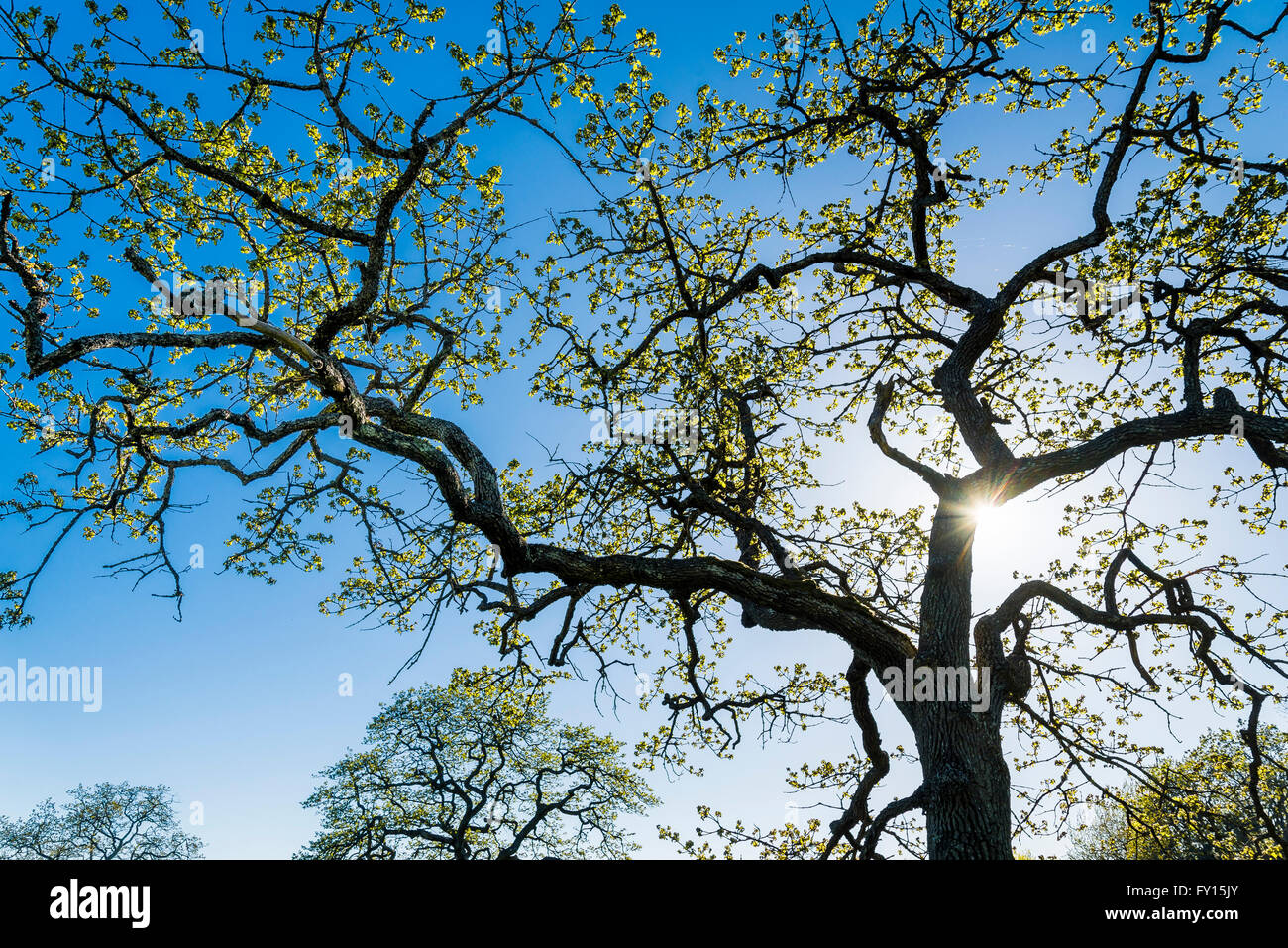 Garry oak tree quercus garryana british columbia canada hi-res stock ...