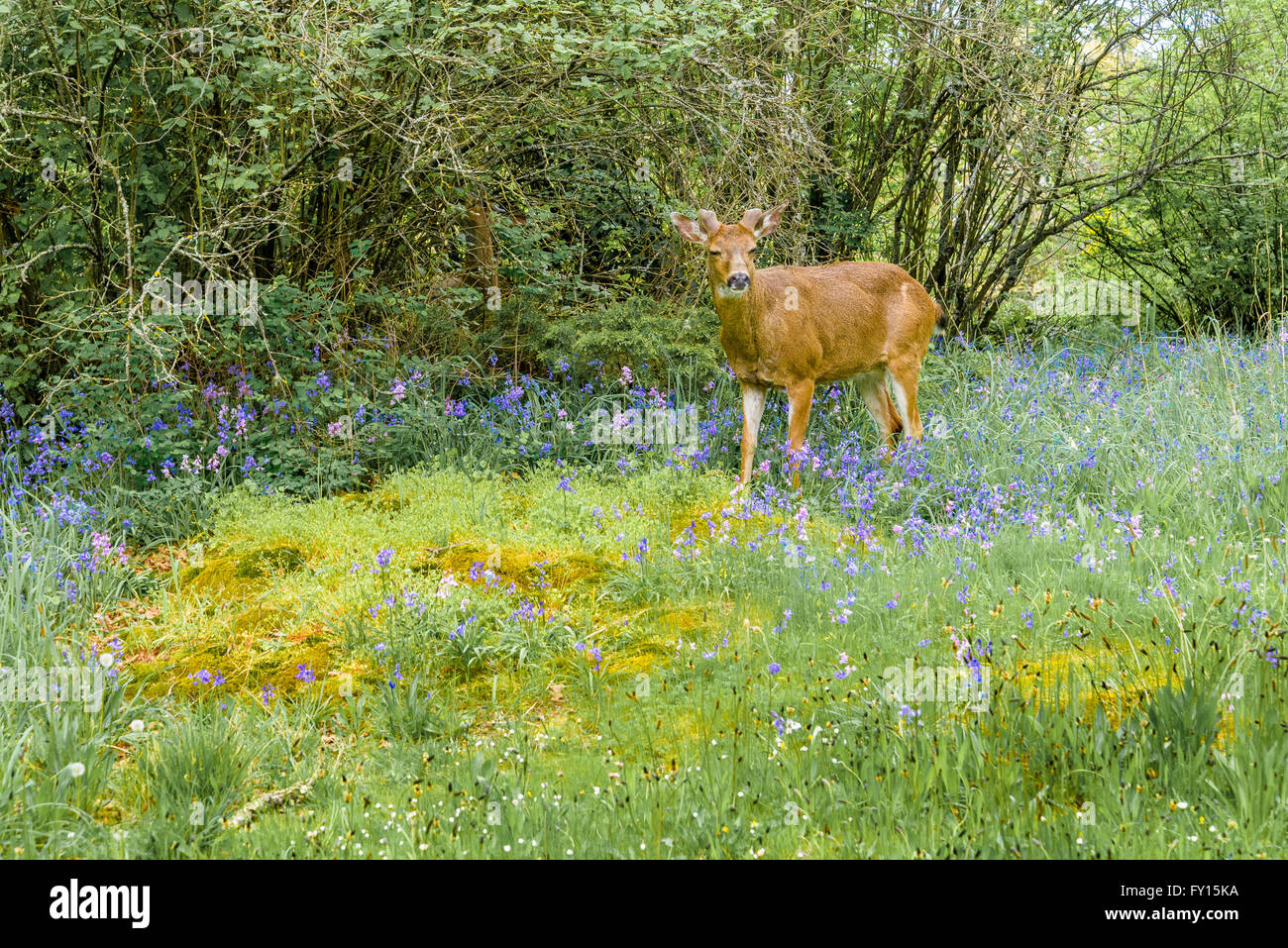 Deer, Beacon Hill Park, Victoria, British Columbia, Canada Stock Photo ...