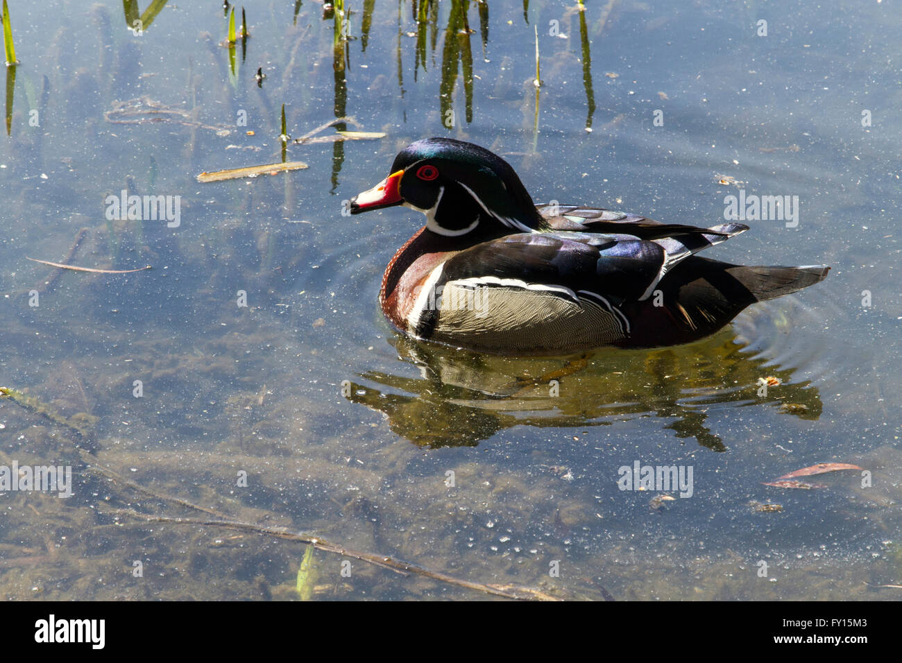 Swamp duck hi-res stock photography and images - Alamy