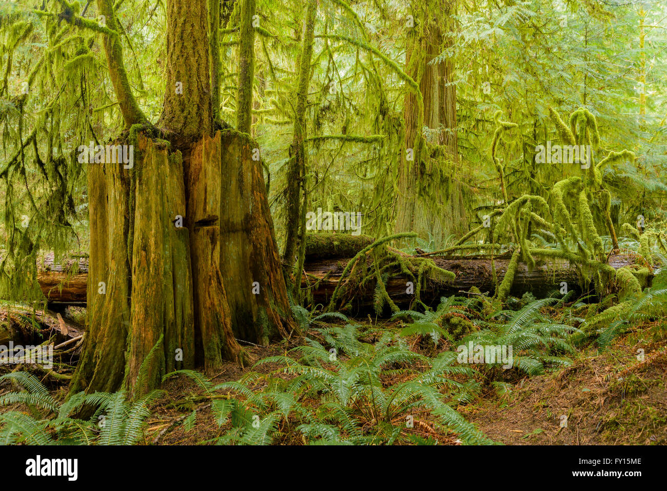 old growth rainforest, Cathedral Grove, MacMillan Provincial Park ...