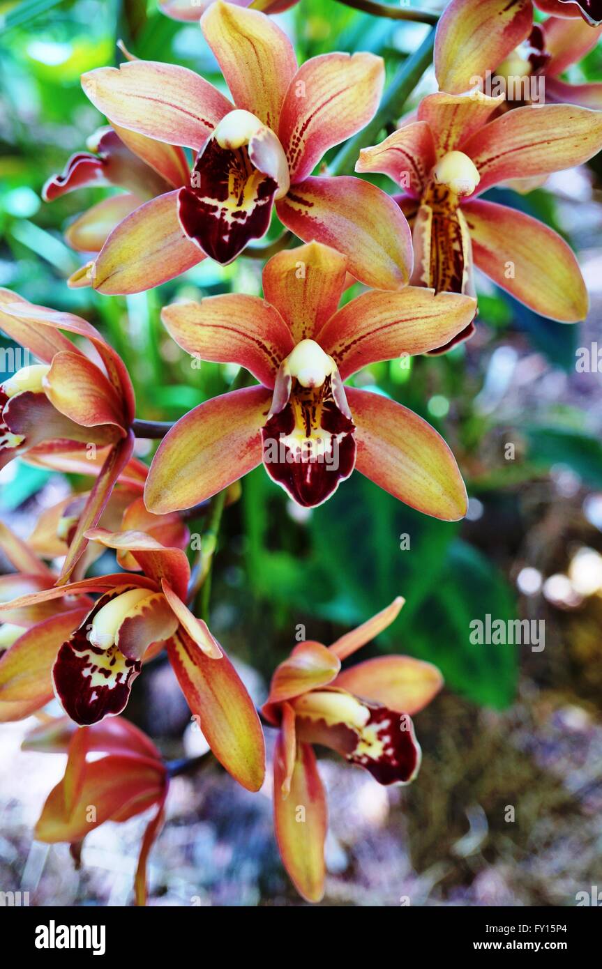 Orange and maroon orchid bloom Dendrobium Stock Photo - Alamy