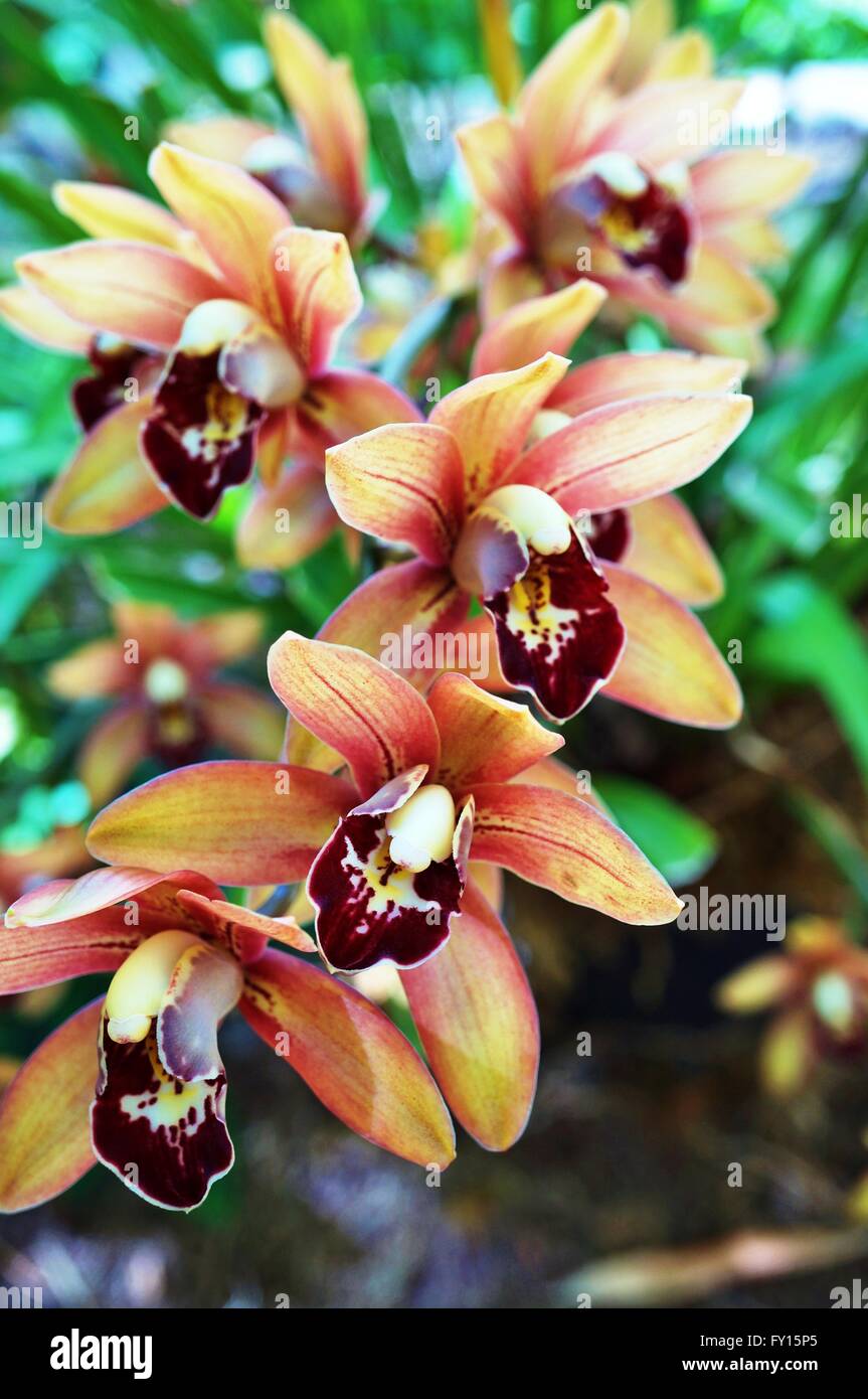 Orange and maroon orchid bloom Dendrobium Stock Photo - Alamy