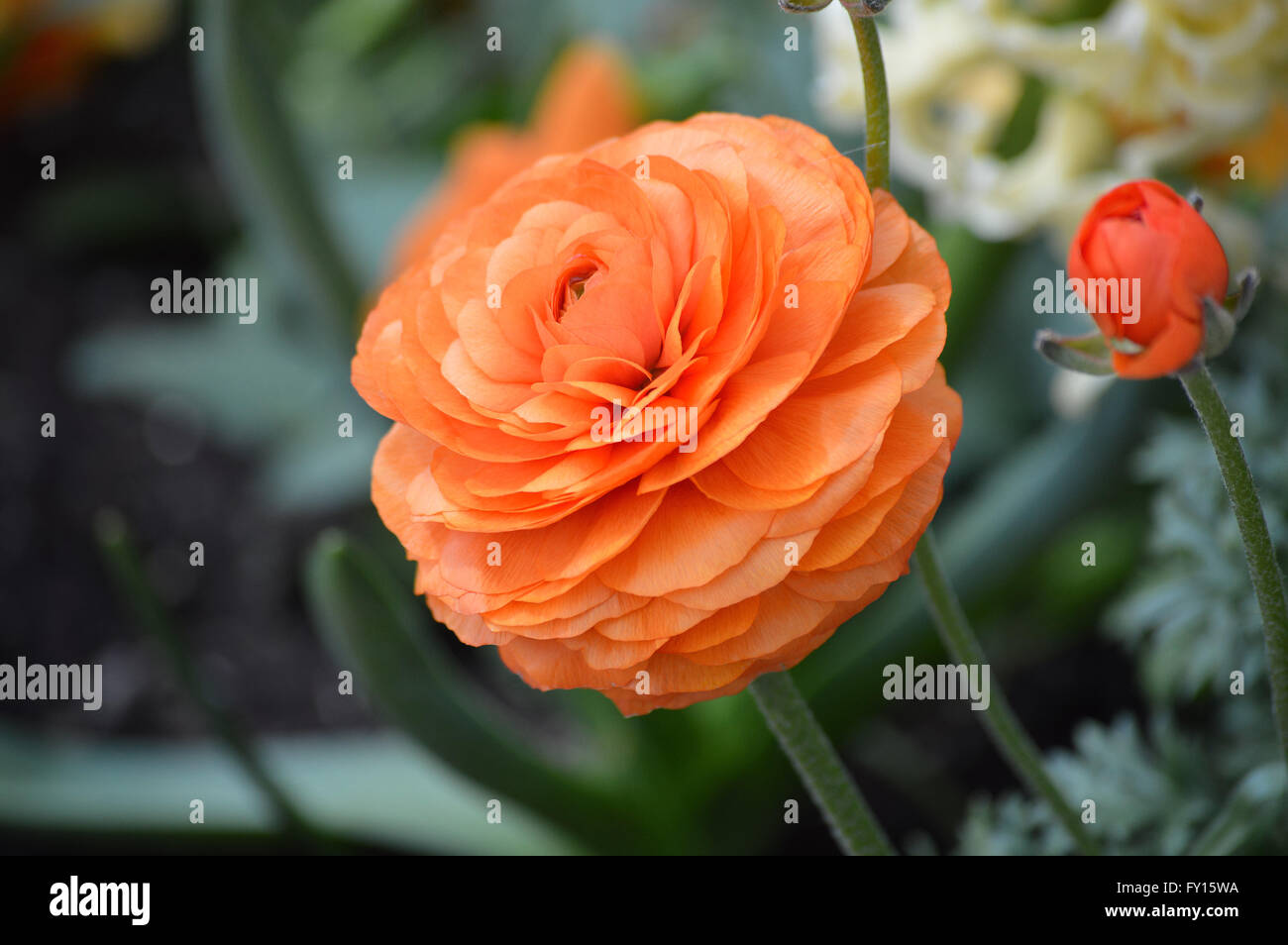 Orange ranunculus garden hi-res stock photography and images - Alamy