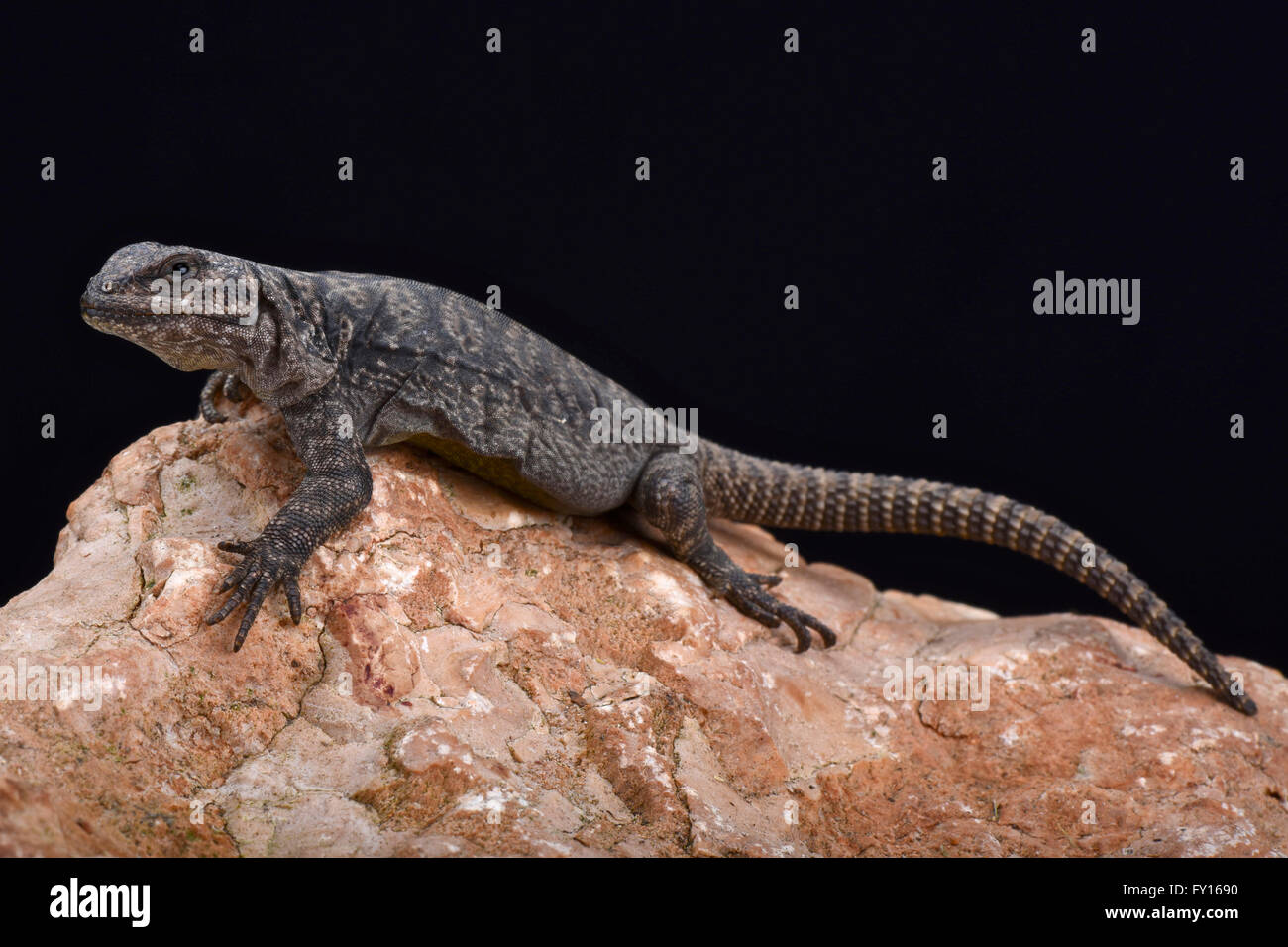 Tromen mountain lizard (Phymaturus tromen Stock Photo - Alamy