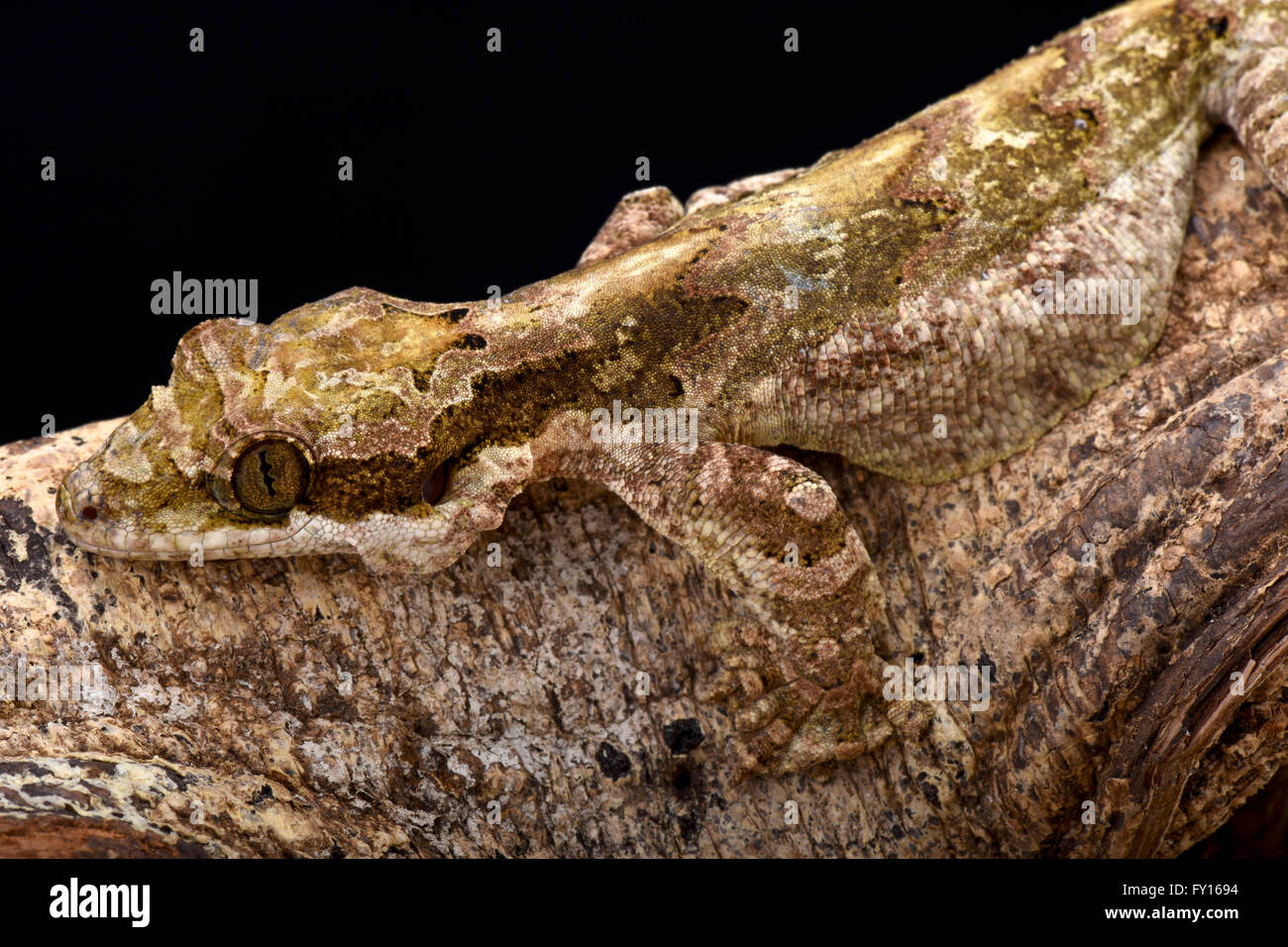 Giant flying gecko (Ptychozoon lionotum Stock Photo - Alamy