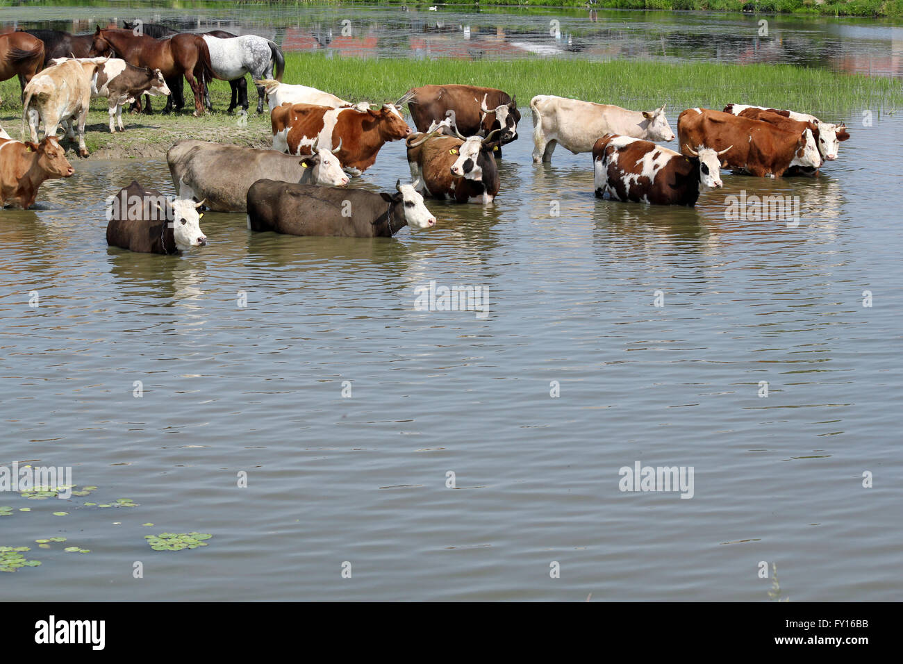 Livestock farm river hi-res stock photography and images - Alamy