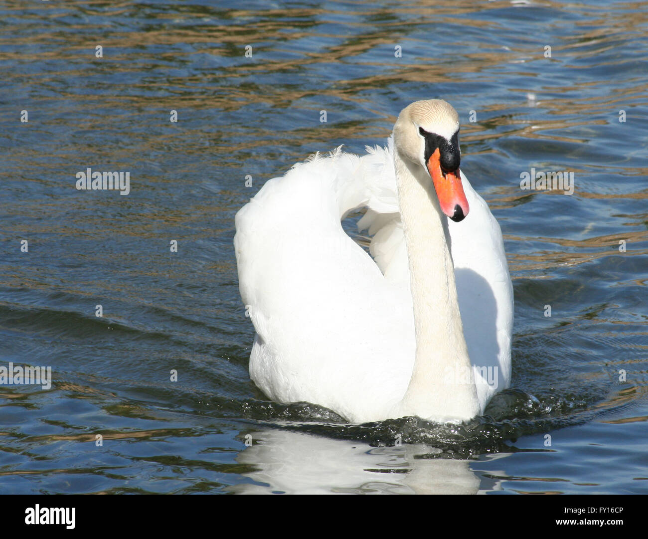 Swan telephoto lens hi-res stock photography and images - Alamy