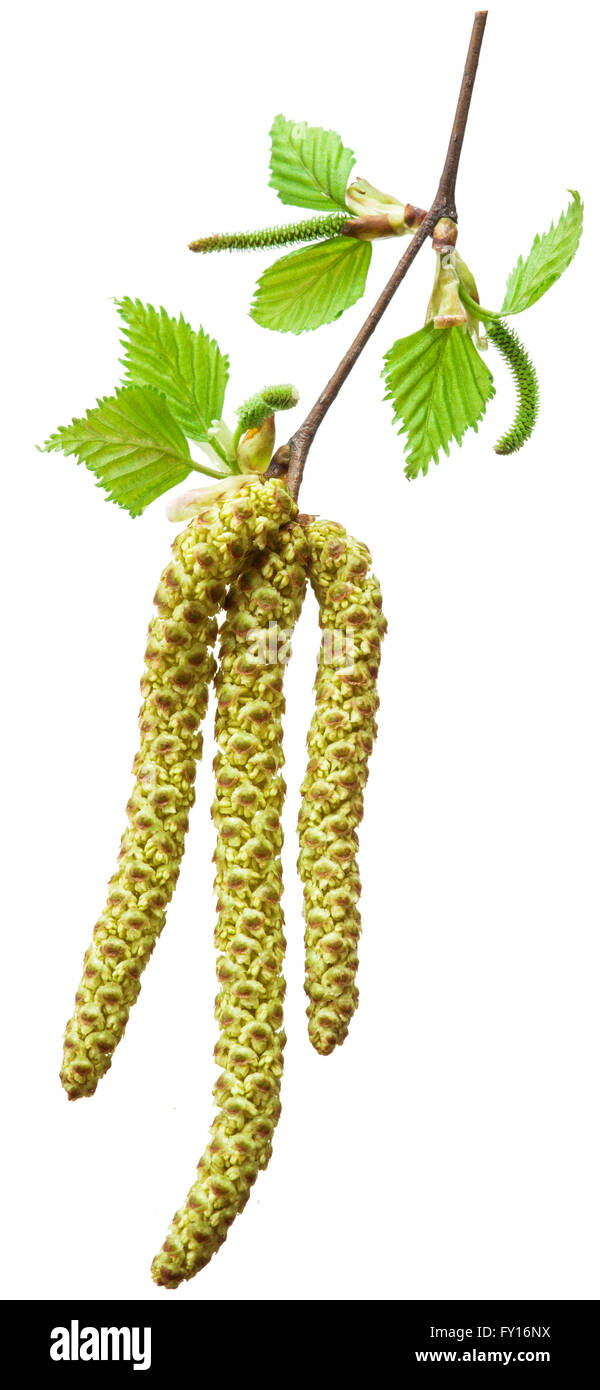 Birch tree flowers hi-res stock photography and images - Alamy