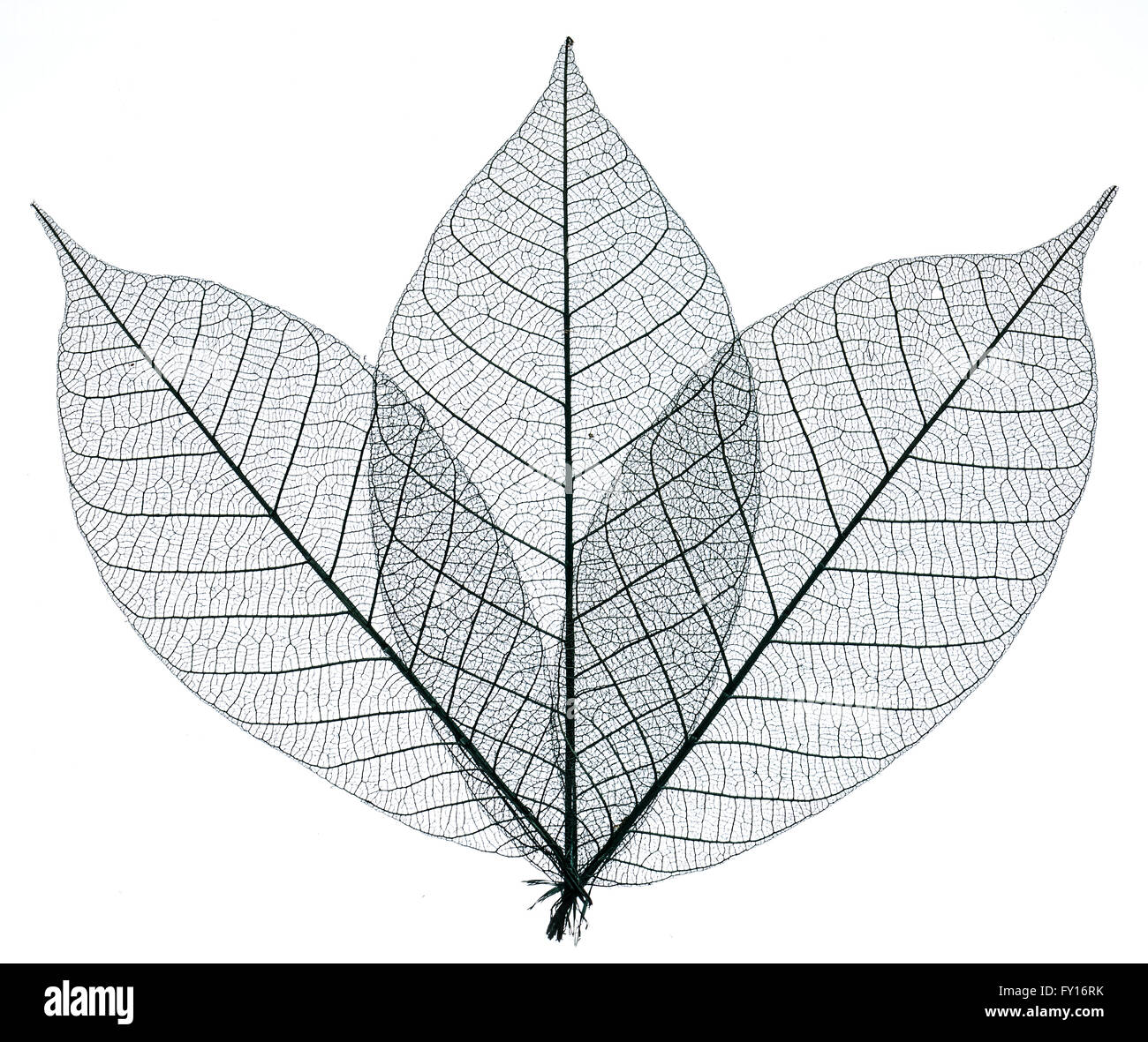 Leaf skeleton hi-res stock photography and images - Alamy