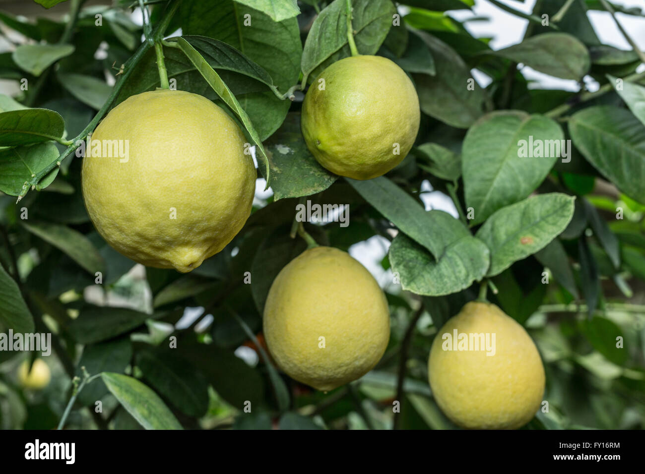 Lemon tree garden hi-res stock photography and images - Alamy
