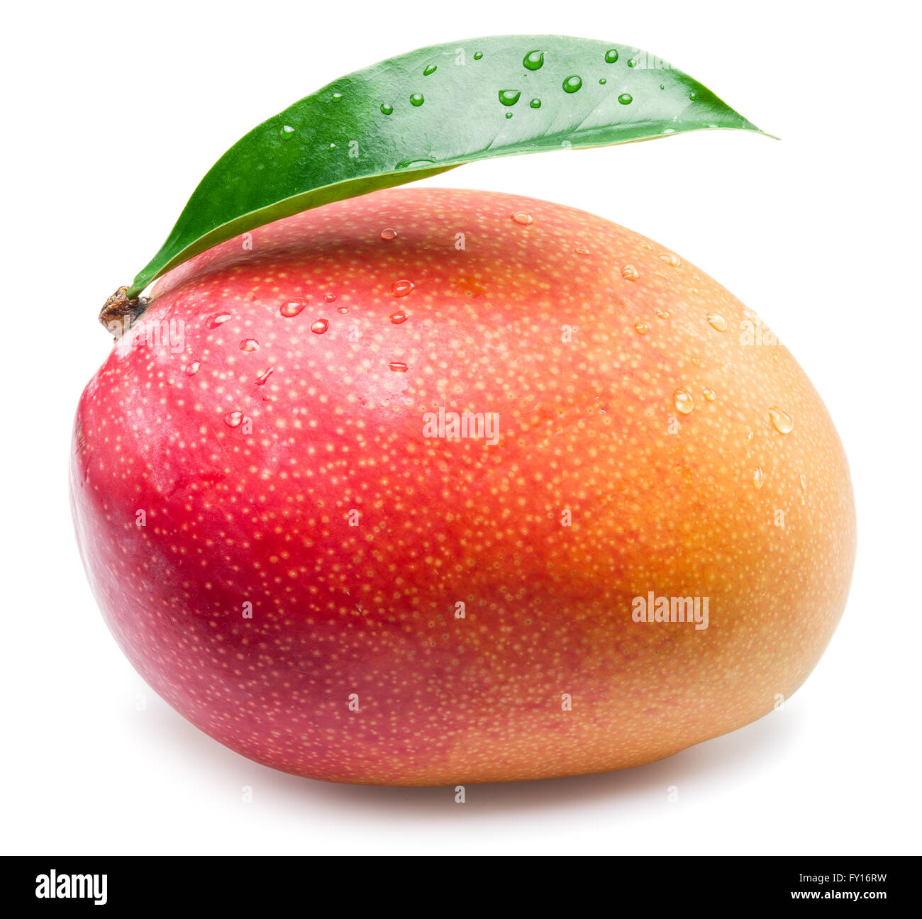 Mango fruit with water drops. Isolated on a white background Stock ...