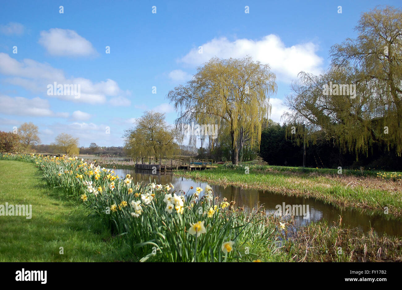 Springtime in English countryside, as daffodils bloom, and a river ...