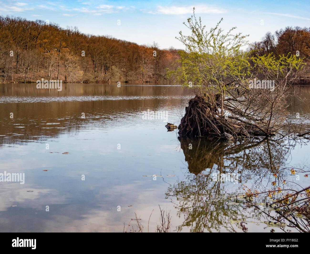 Pleasantville, NY 18 April 2016 - A pair of painted turtles (Chrysemys ...
