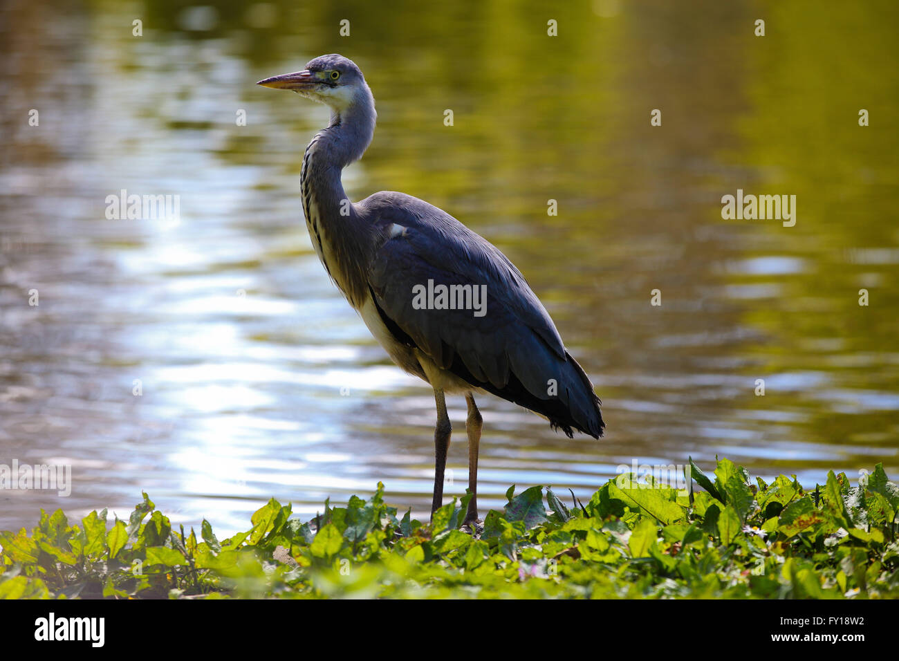 St James Park, London 19 April 2016. UK Weather: A stork in St James ...