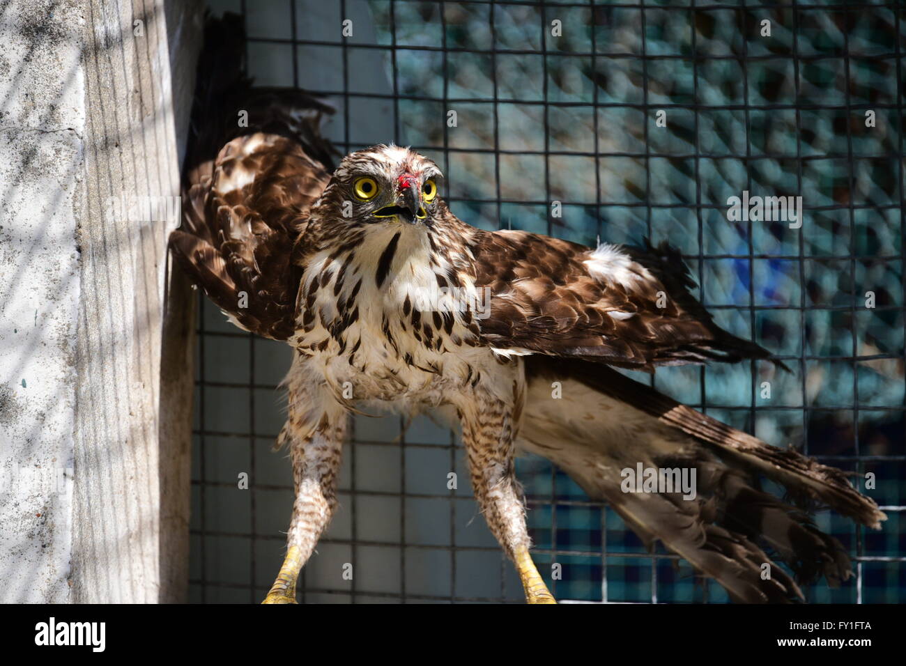 Crested goshawk hi-res stock photography and images - Alamy