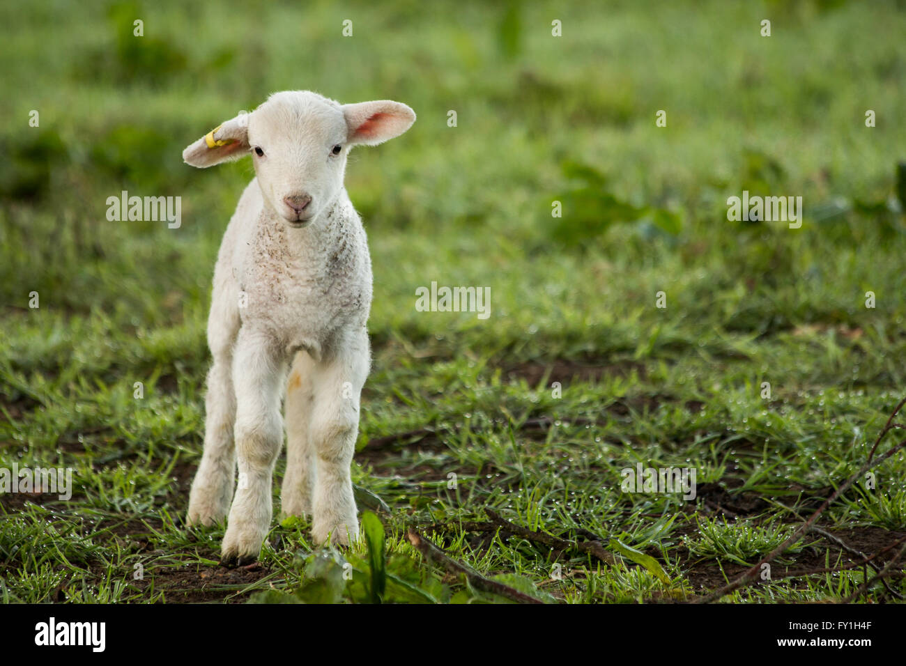 Corsham, UK. 20th April, 2016. New born lambs with their mothers enjoy ...