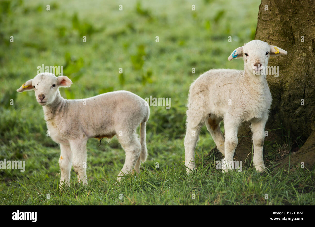 Corsham, UK. 20th April, 2016. New born lambs with their mothers enjoy ...