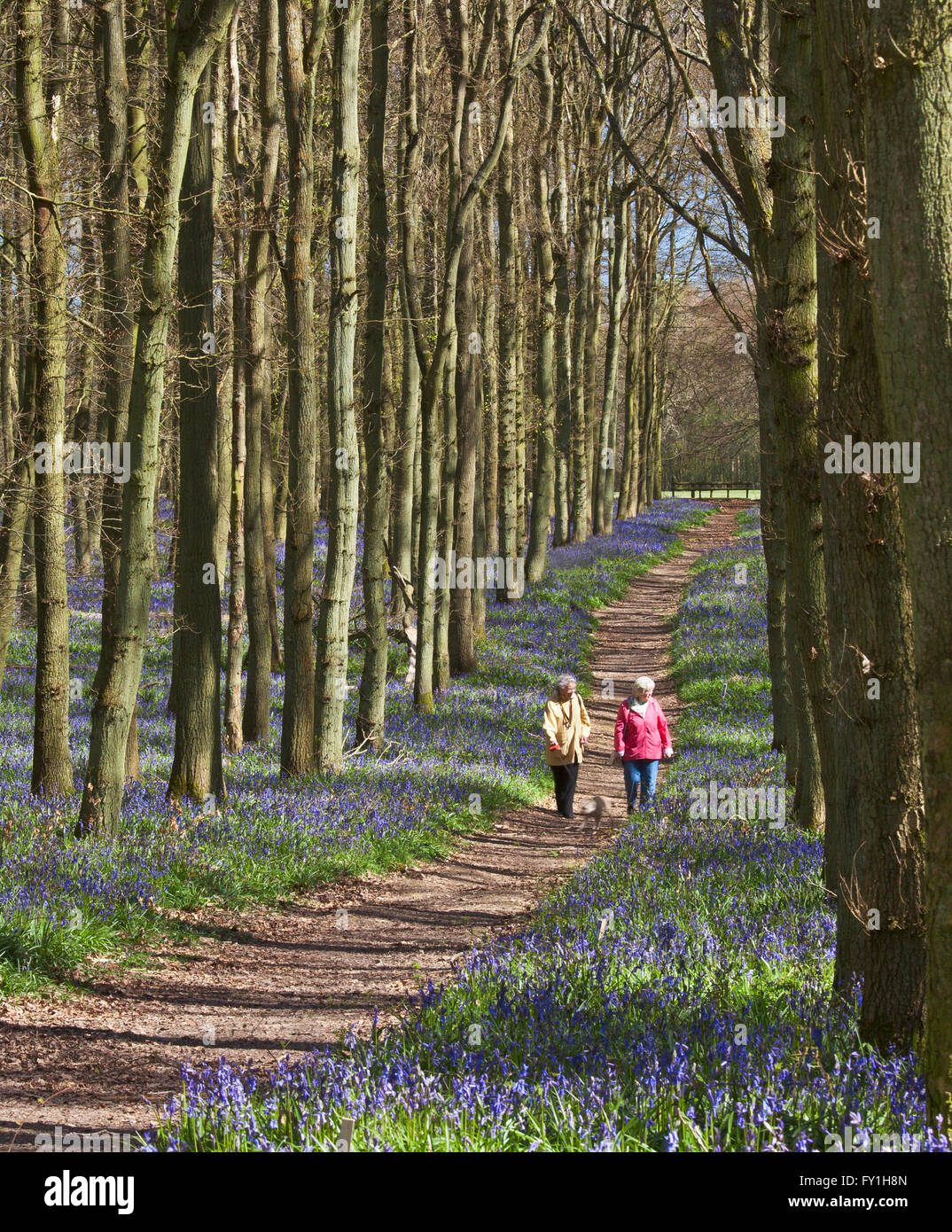 Dockey Wood, Ashridge Estate, Berkhamsted, Hertfordshire, England, UK ...