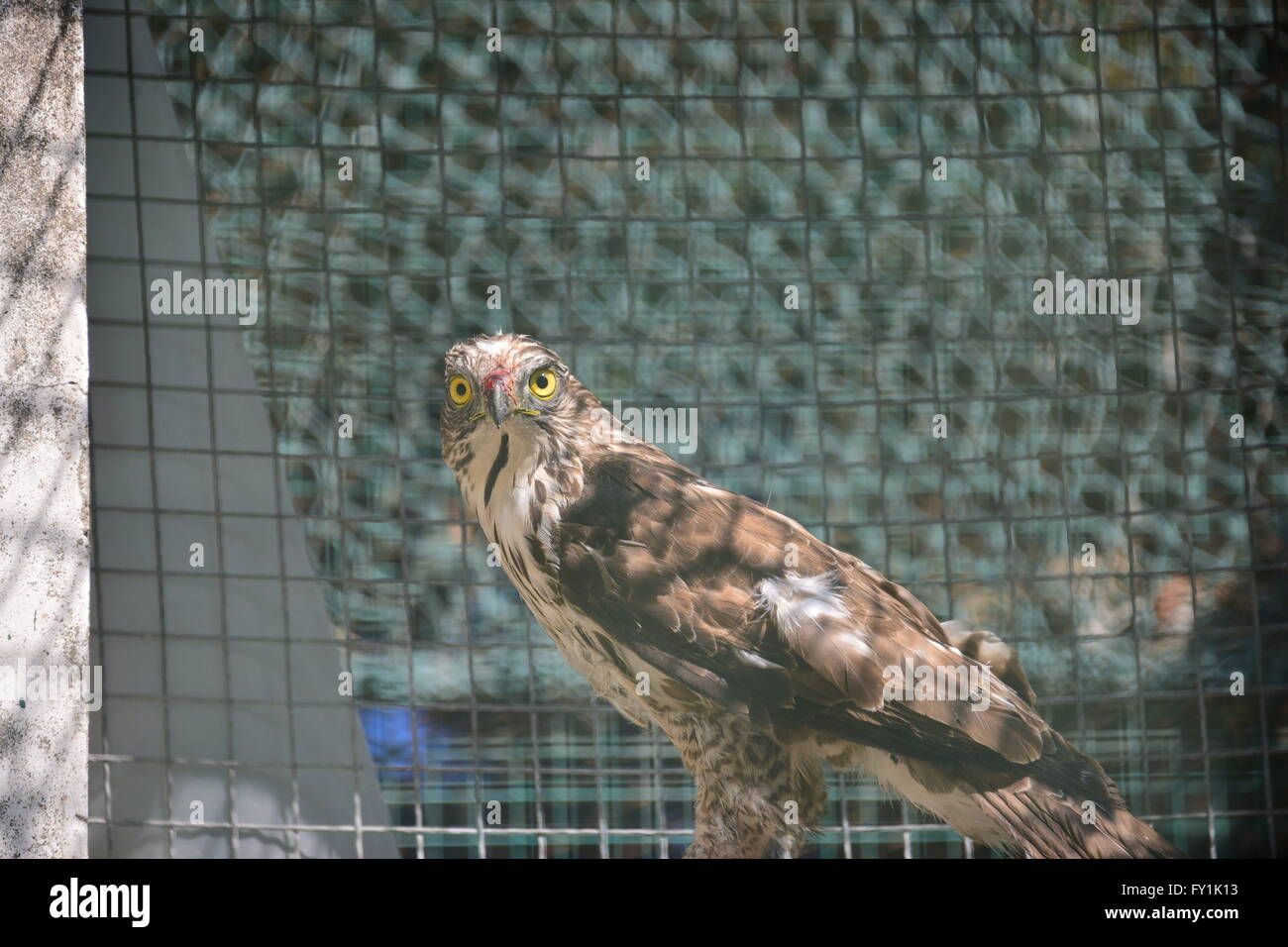 Big bird in china hi-res stock photography and images - Alamy