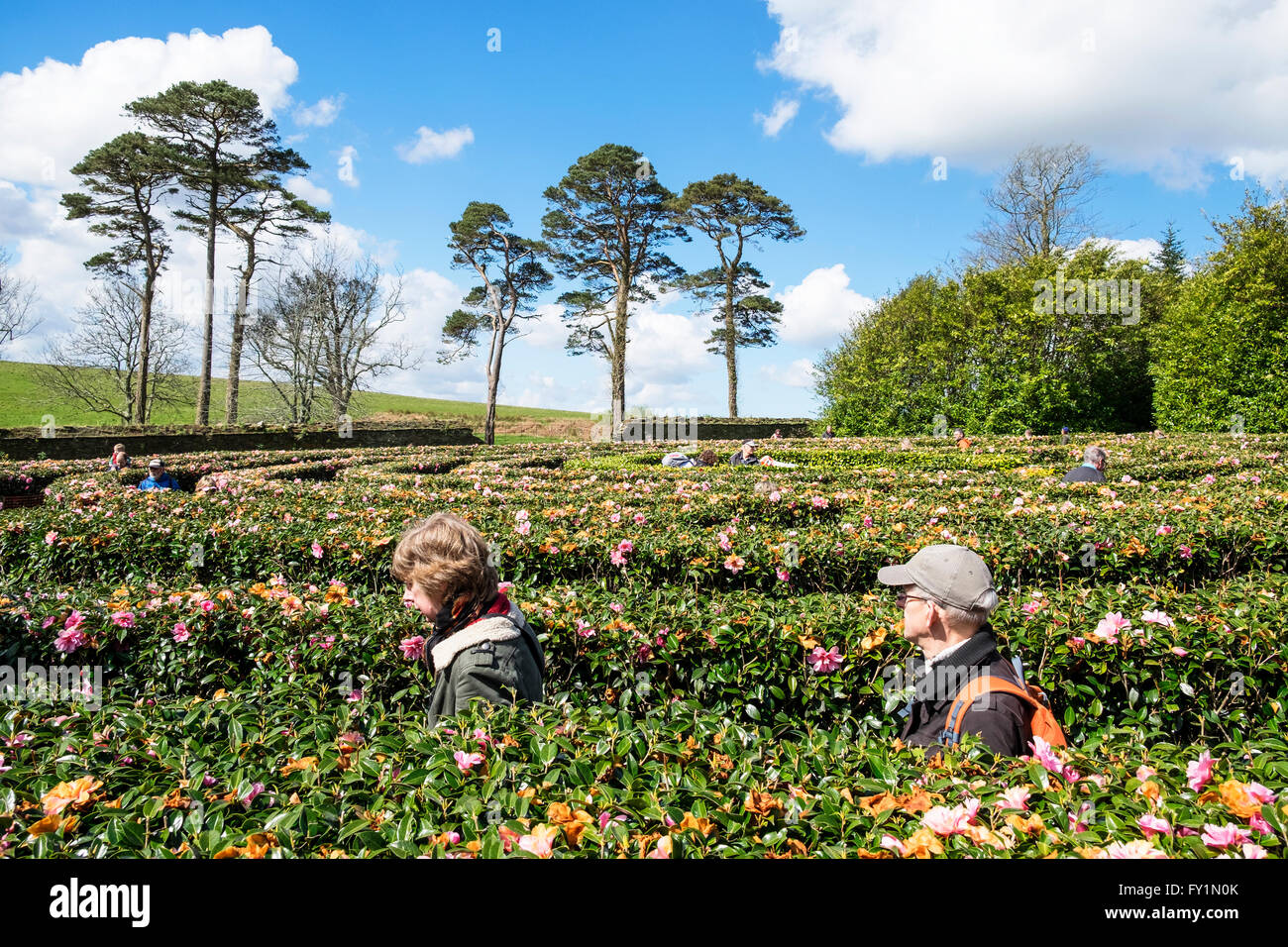 The Camellia Maze at Tregothnan estate gardens near Truro in Cornwall ...