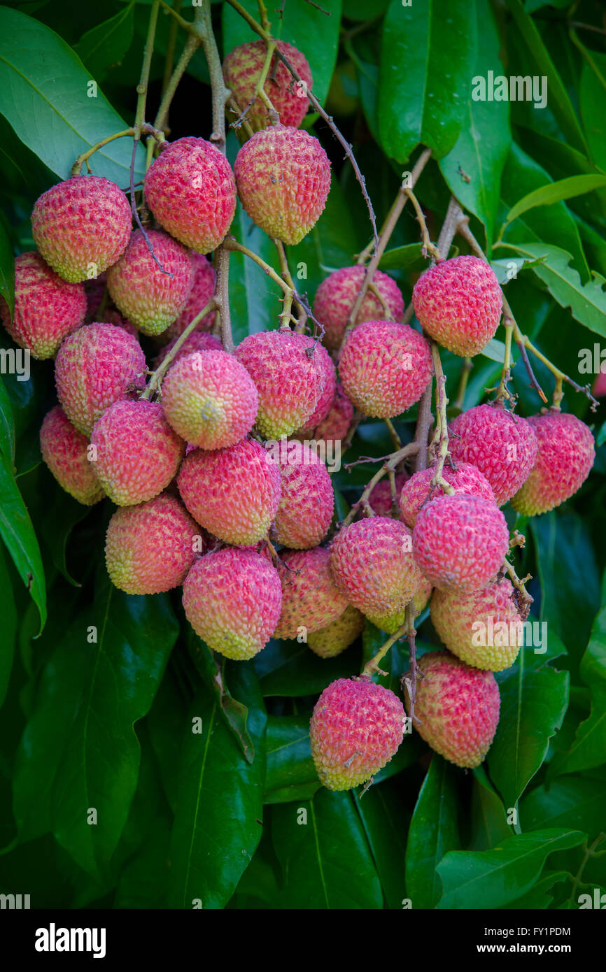 Lychee bangladesh hi-res stock photography and images - Alamy