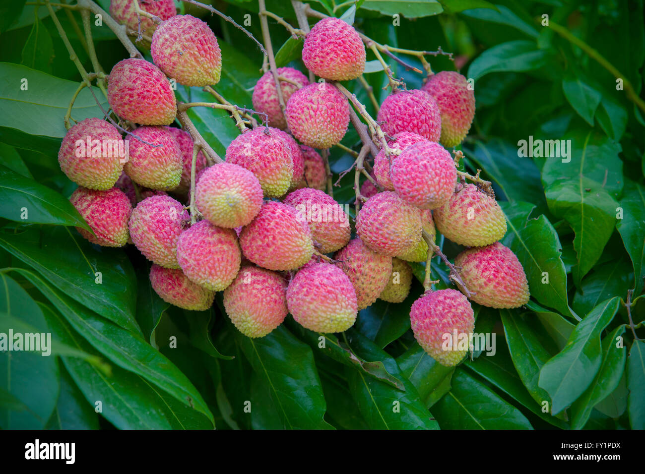 Lychee fruits, locally called Lichu. © Jahangir Alam Onuchcha/Alamy ...