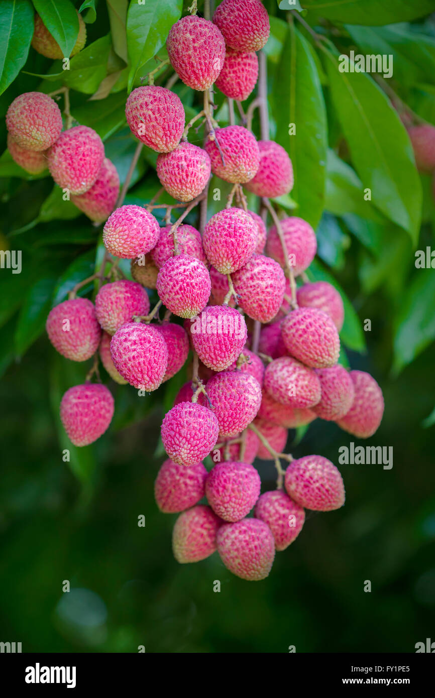 Lychee fruits, locally called Lichu. © Jahangir Alam Onuchcha/Alamy ...
