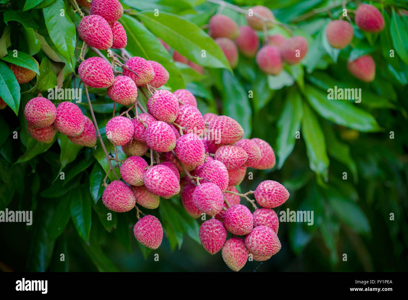 Lychee fruits, locally called Lichu. © Jahangir Alam Onuchcha/Alamy ...