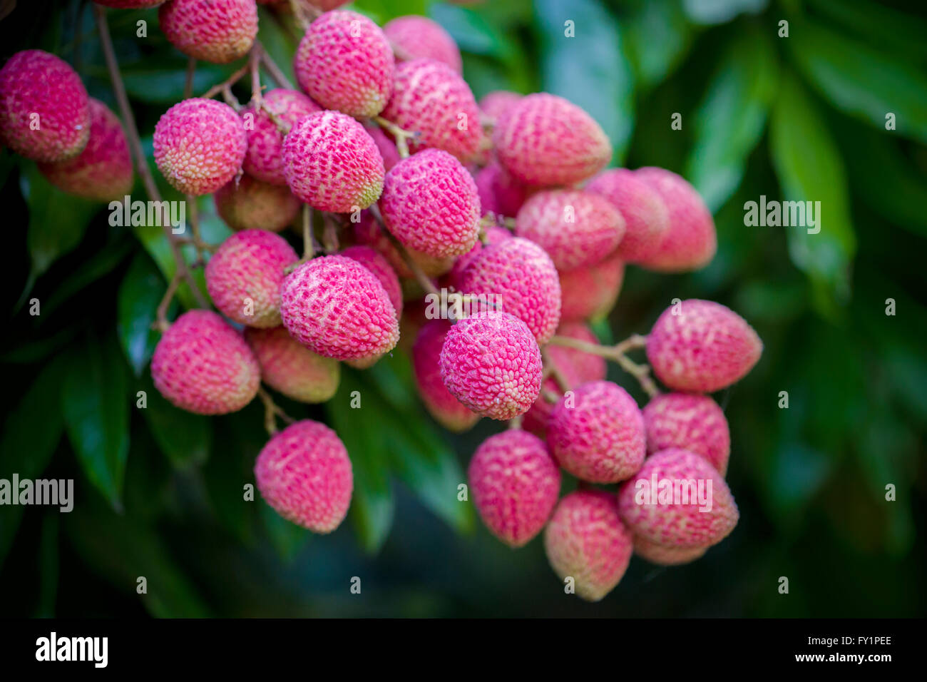 Lychee fruits, locally called Lichu. © Jahangir Alam Onuchcha/Alamy ...