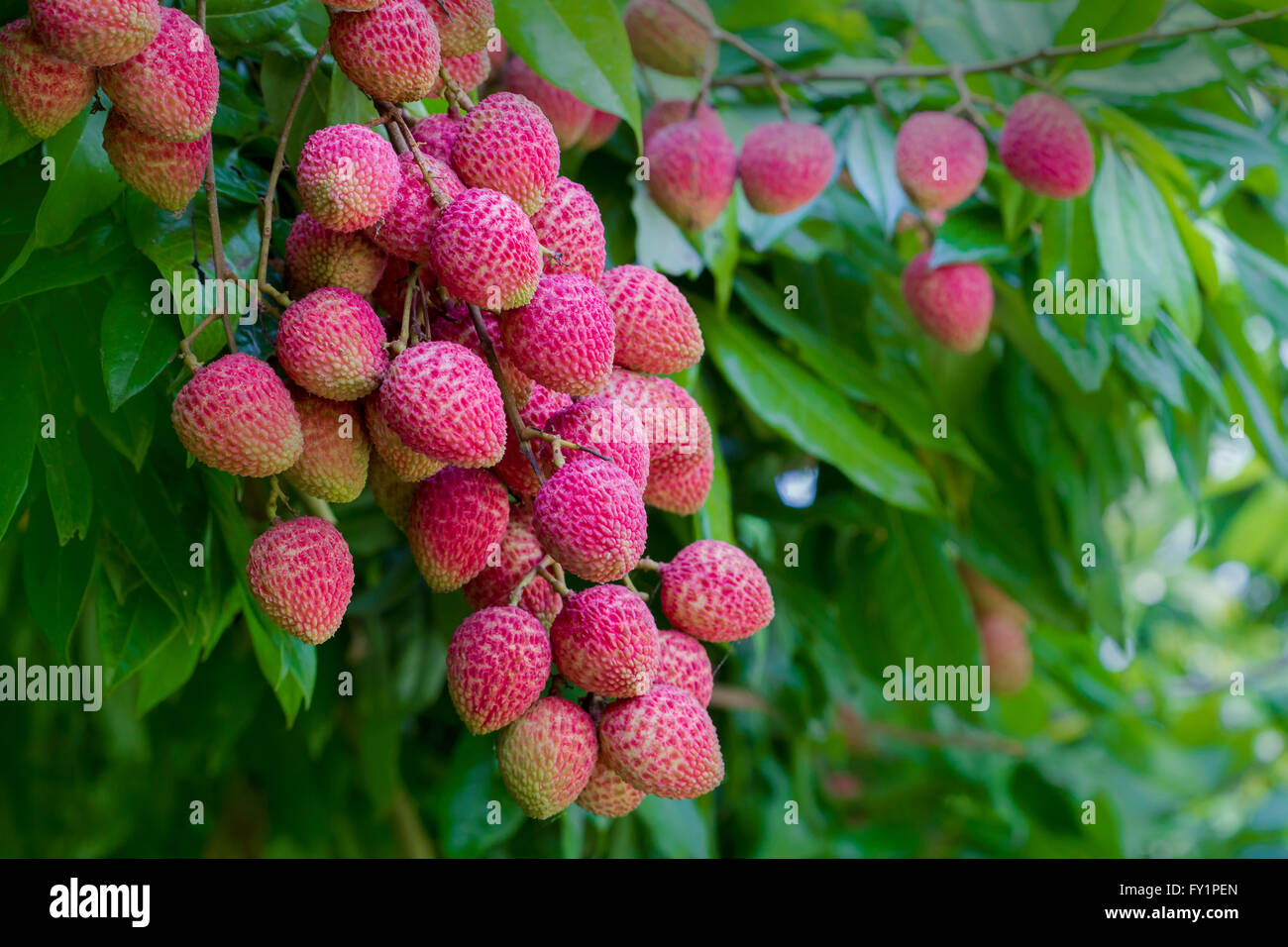 Lychee fruits, locally called Lichu. © Jahangir Alam Onuchcha/Alamy ...
